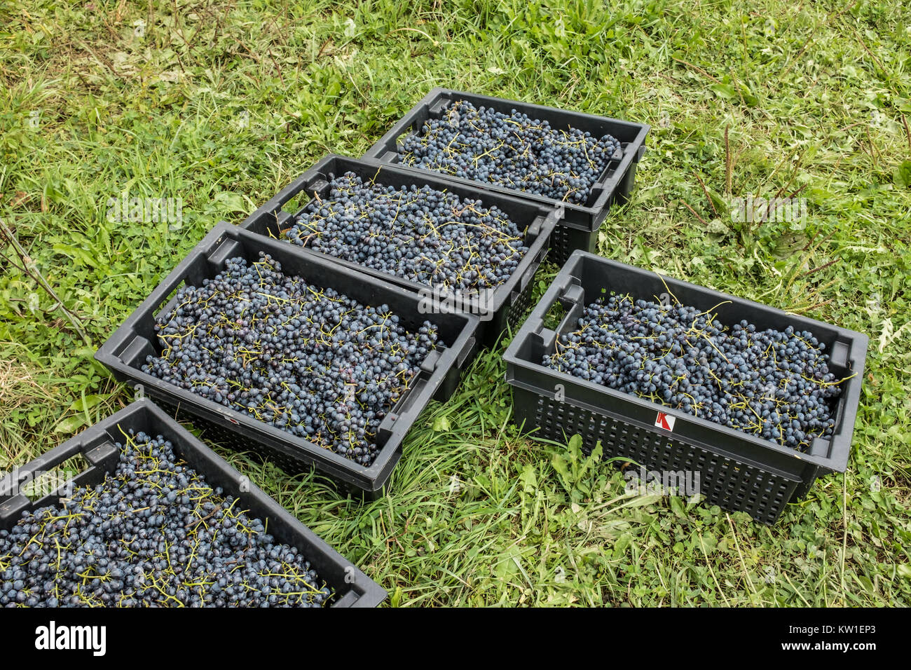 Rtveli, a grape harvest of Alexandrouli & Mudzhuretuli grapes, that ...