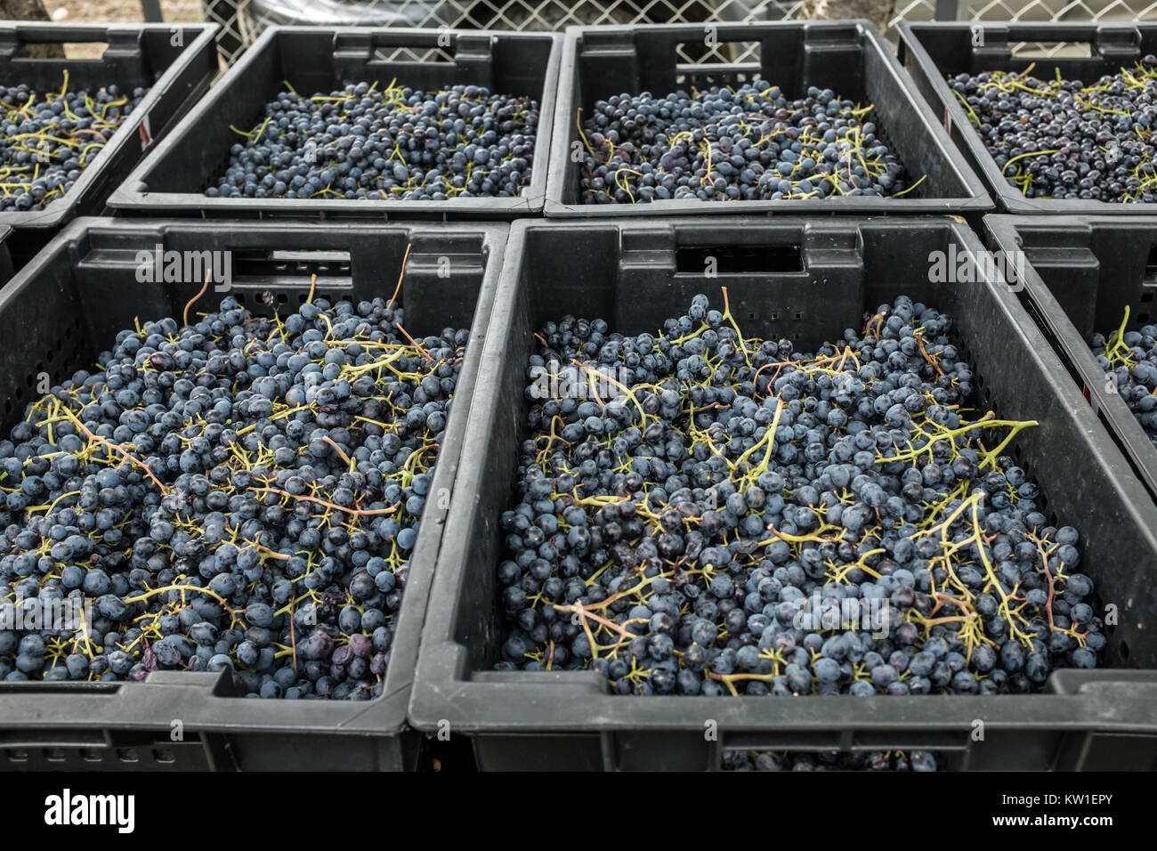 Rtveli, a grape harvest of Alexandrouli & Mudzhuretuli grapes, that ...