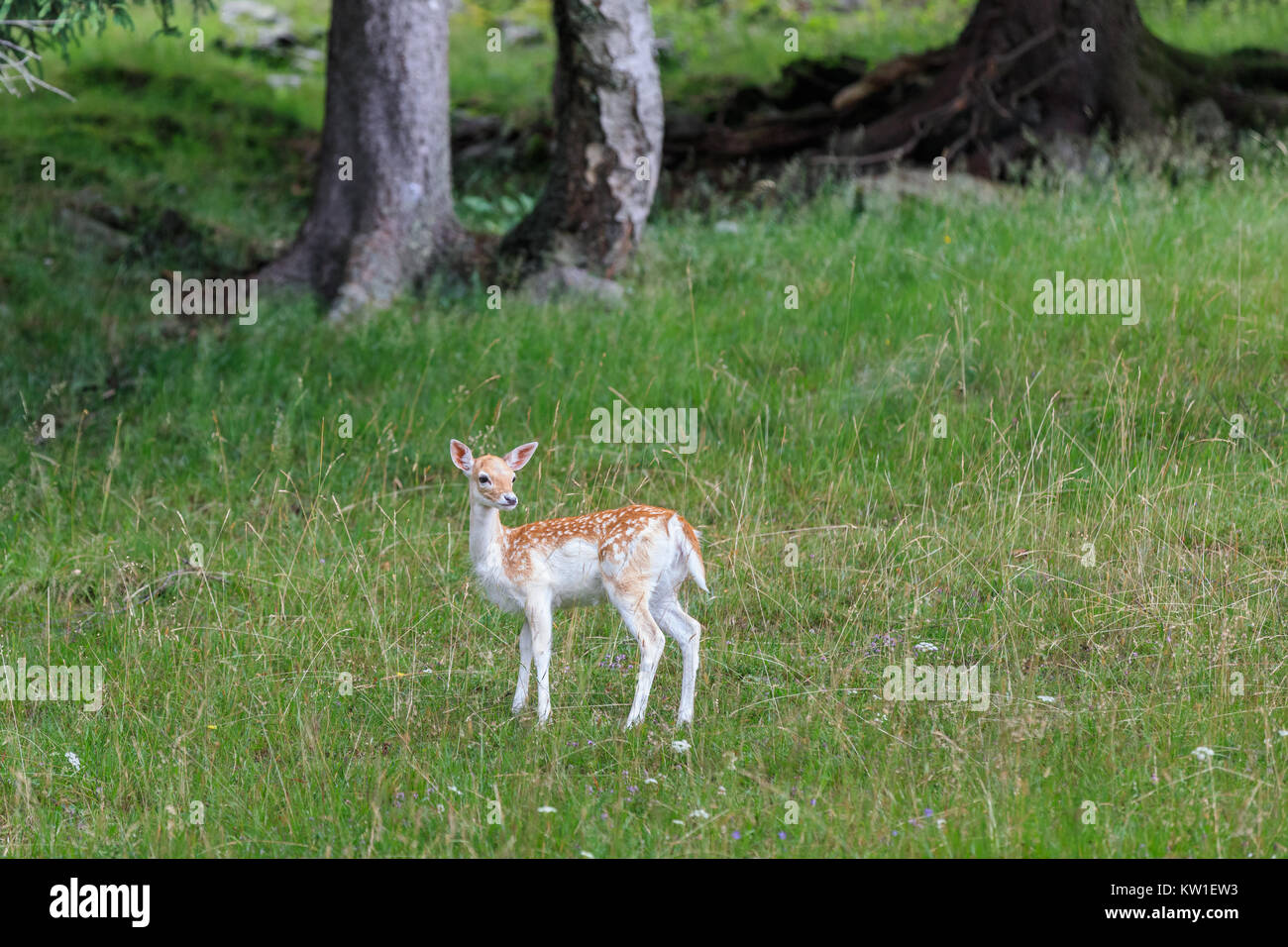 fallow deer (Dama dama) in Merlet Animal Park. Chamonix, France Stock ...