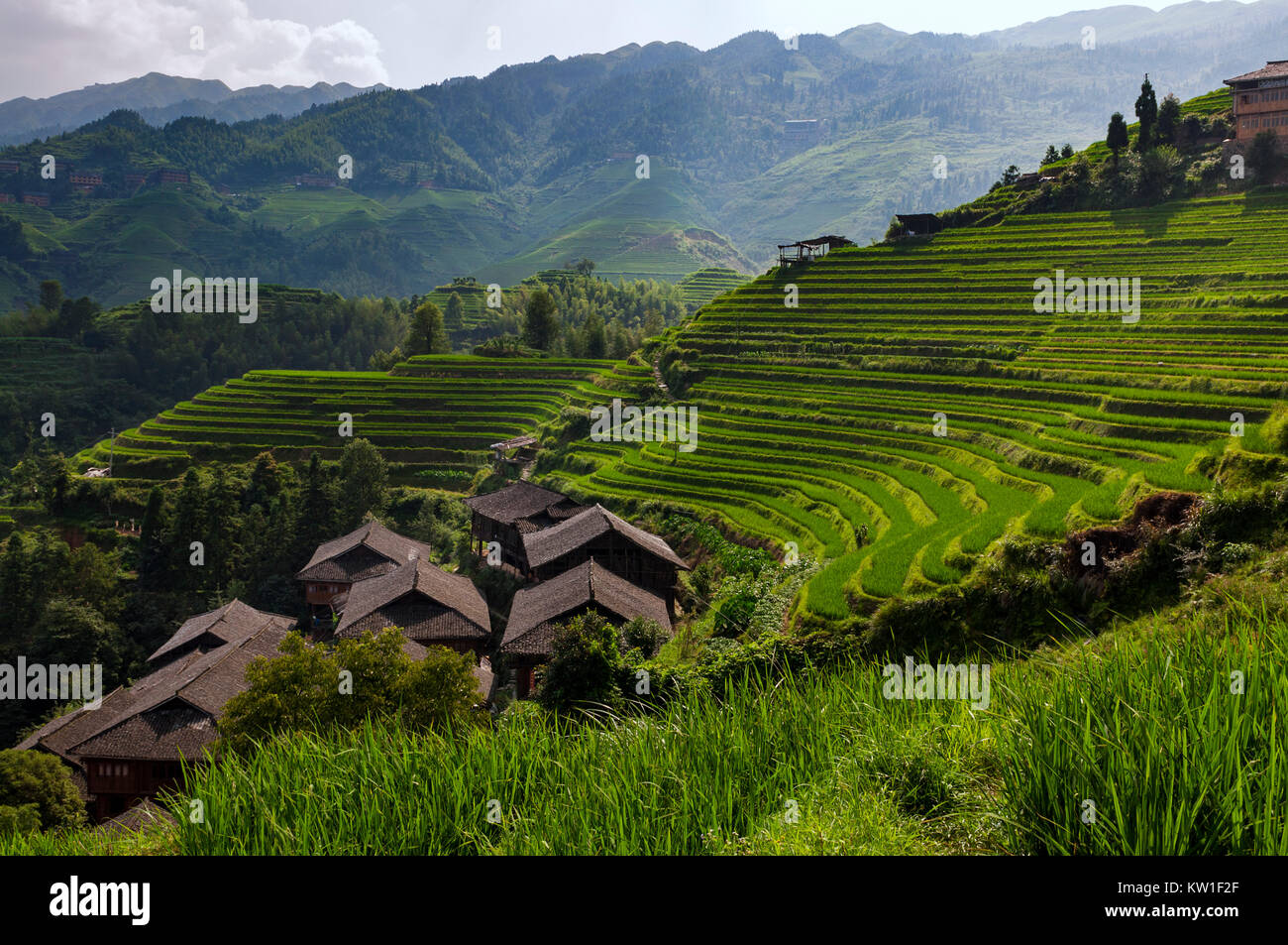 Longji rice terraces dazhai village hi-res stock photography and images ...