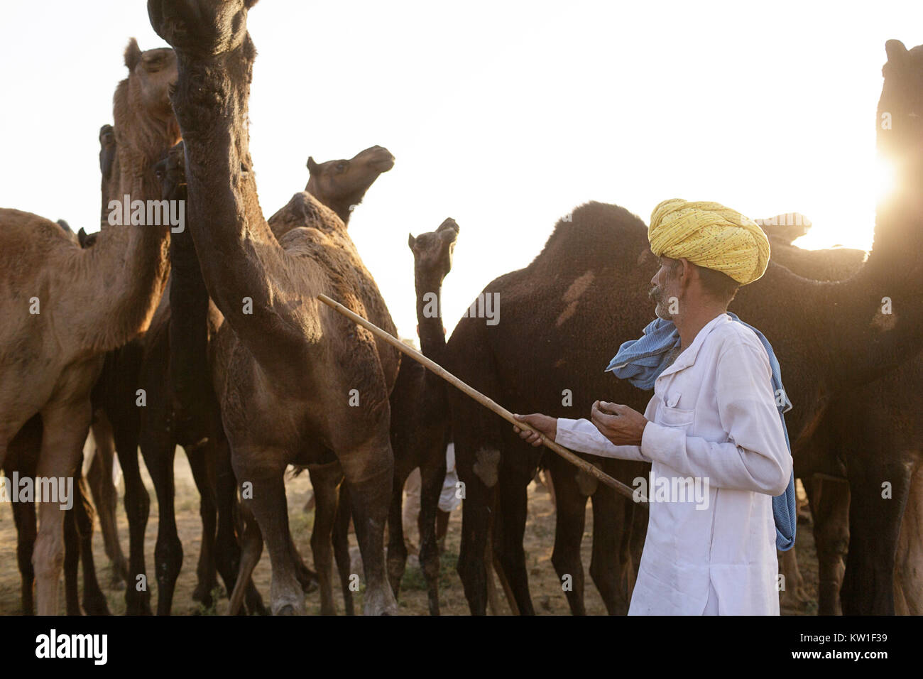 A camel trader with his herd during the annual Pushkar Camel fair ...