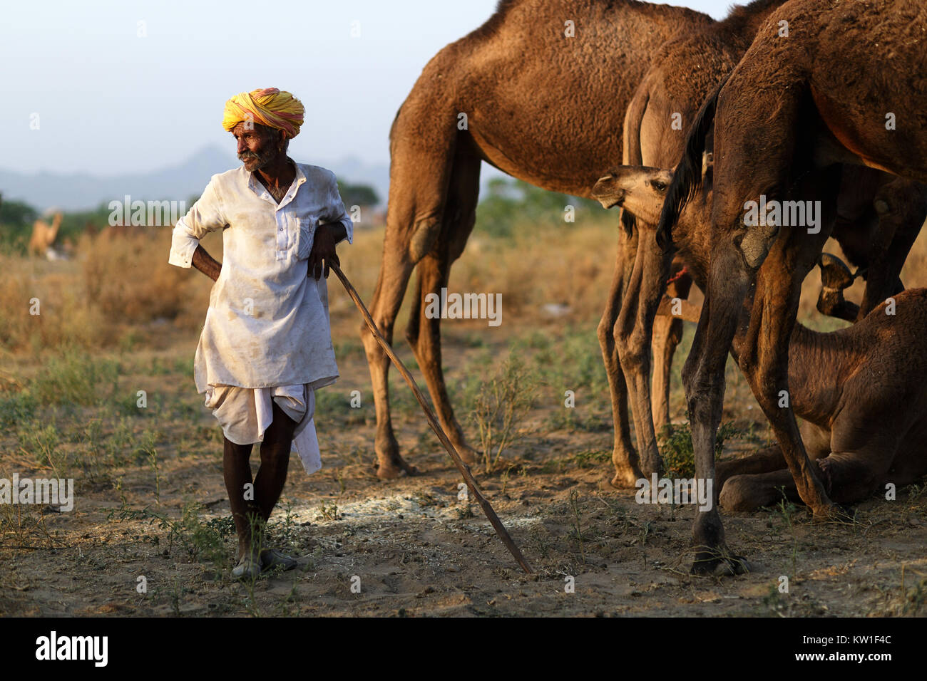A camel trader with his herd during the annual Pushkar Camel fair ...