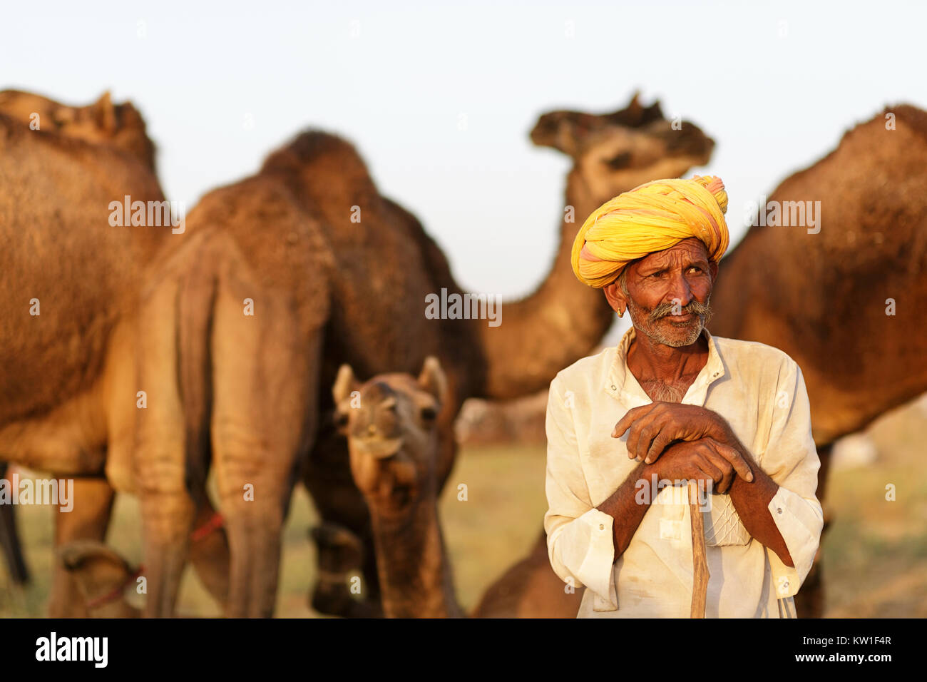 A camel trader with yellow turban leaning on his stick with his herd ...