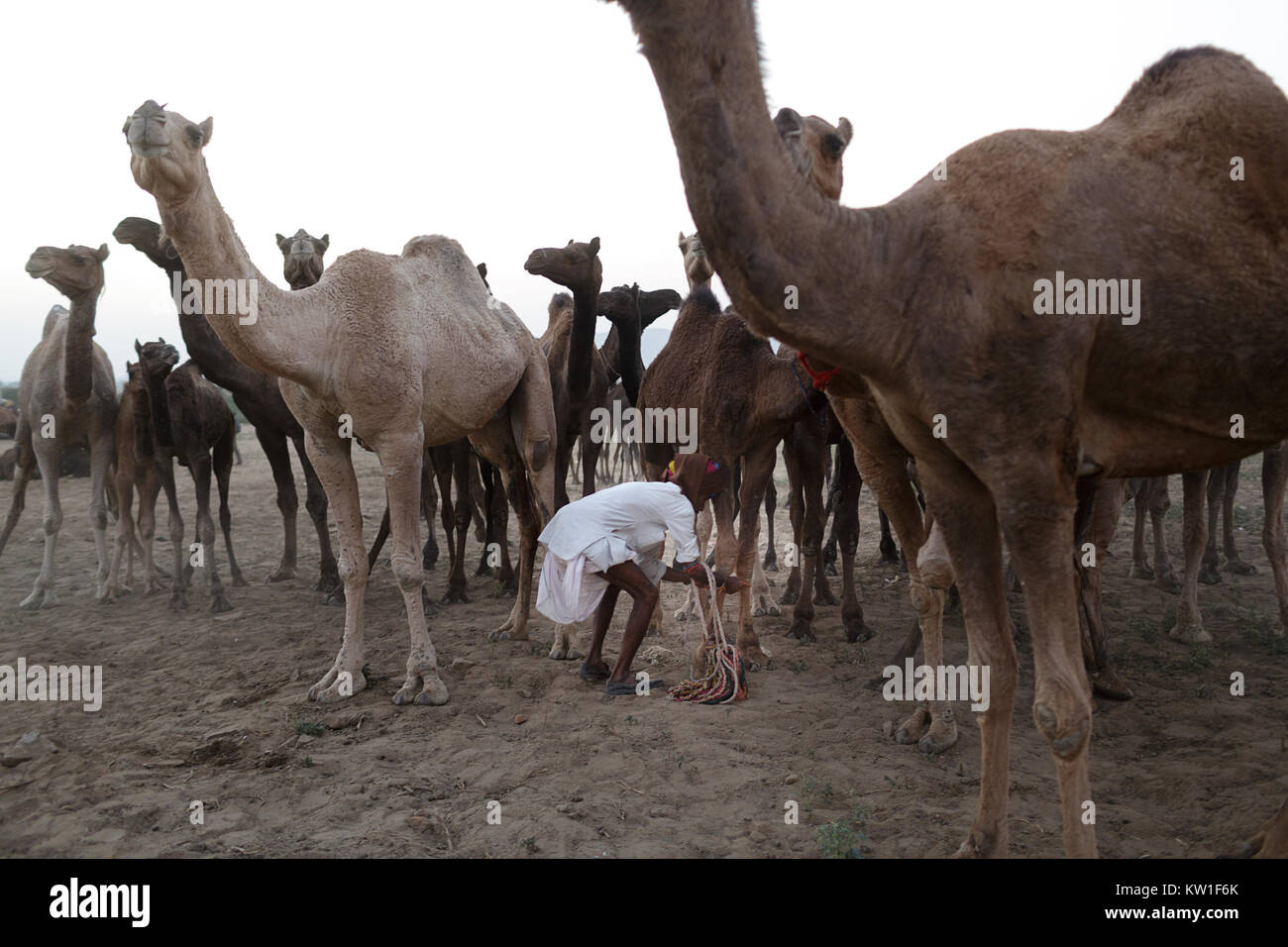 A camel trader with his herd during the annual Pushkar Camel fair ...