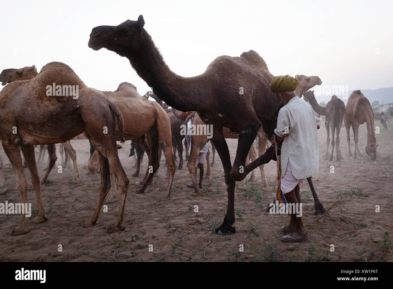 Camel traders with their herd during the annual Pushkar Camel fair ...