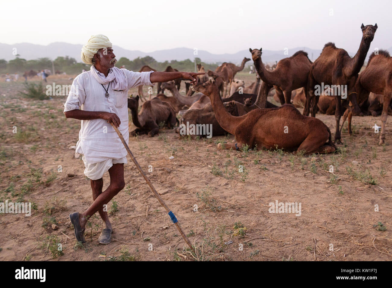 A camel trader with his herd during the annual Pushkar Camel fair ...