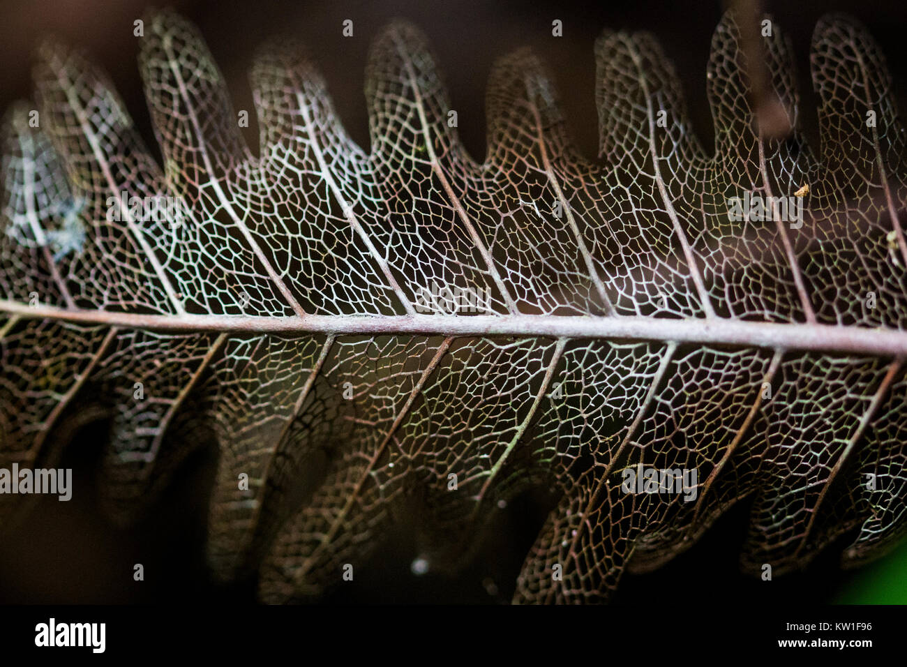 Skeleton leaf pattern hi-res stock photography and images - Alamy