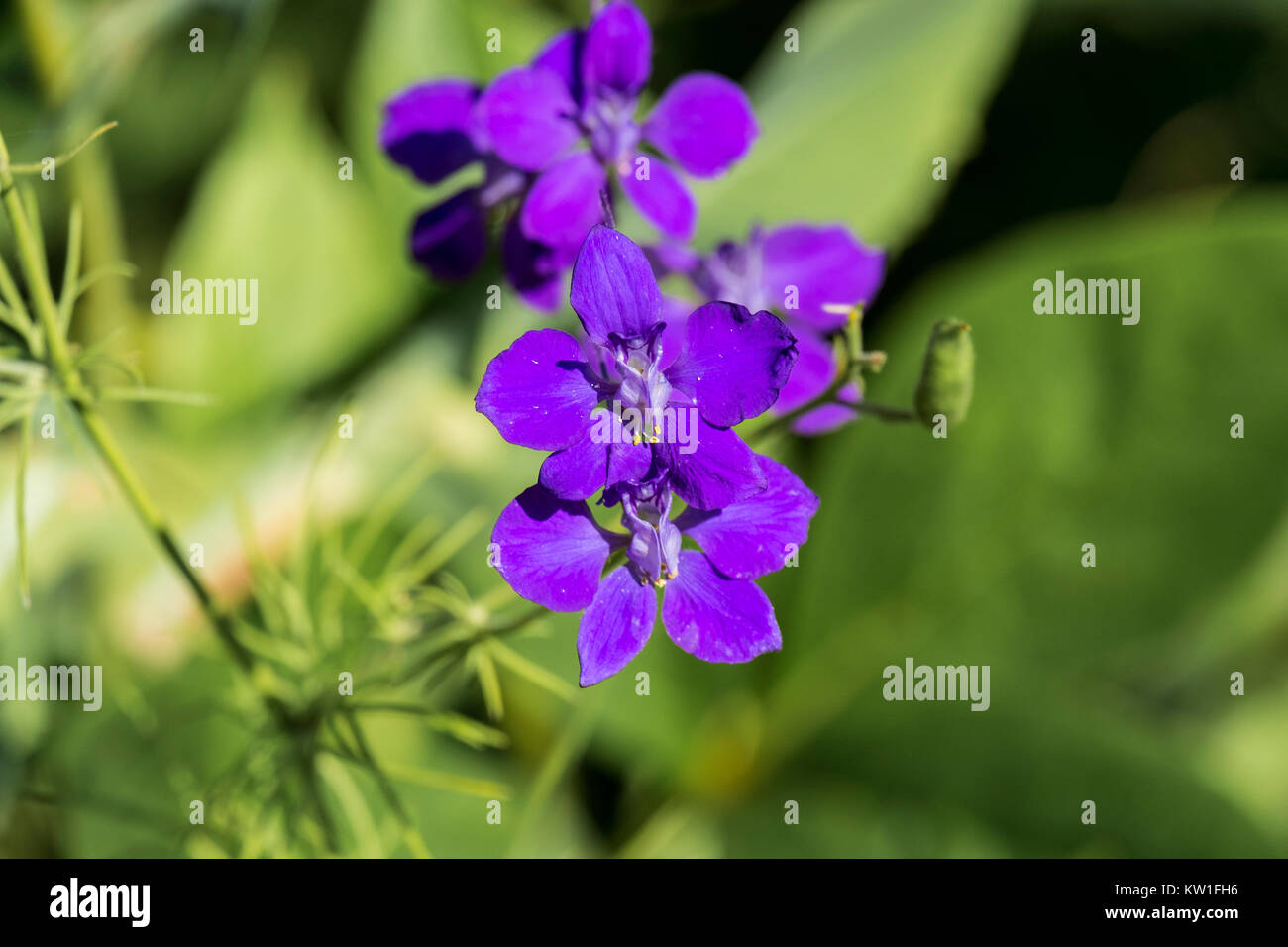 Blue flower with yellow anthers on thin stamens Stock Photo - Alamy