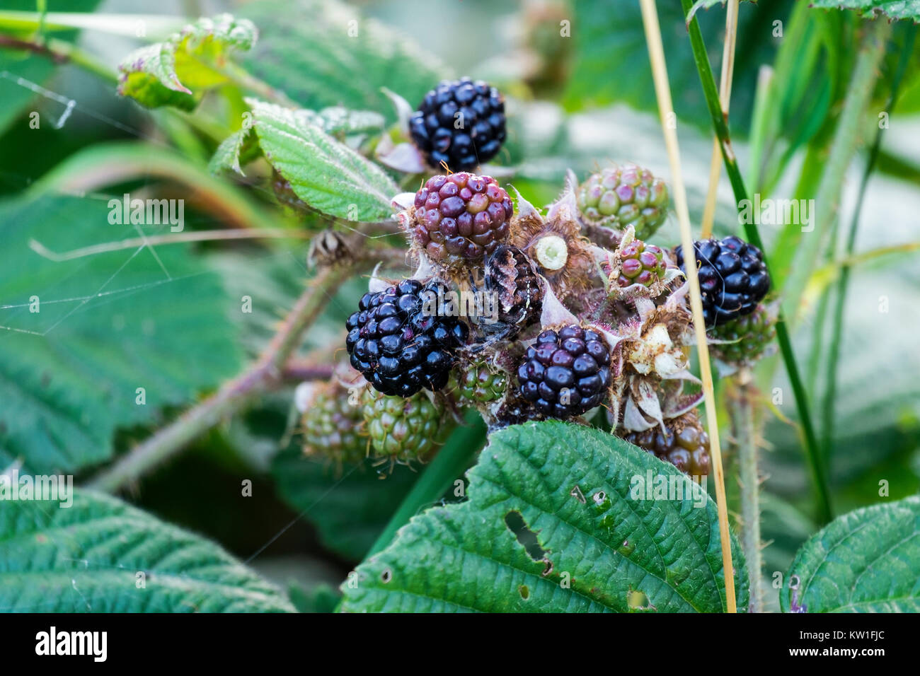 European garden spider (Araneus) disguised between blackberry berries ...