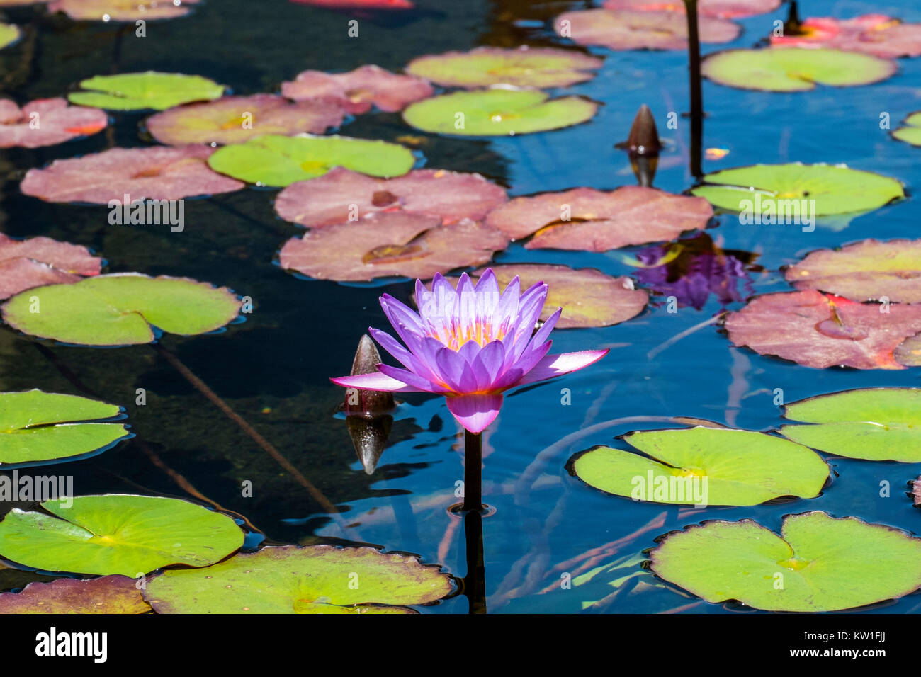 Egyptian Lotus High Resolution Stock Photography and Images - Alamy