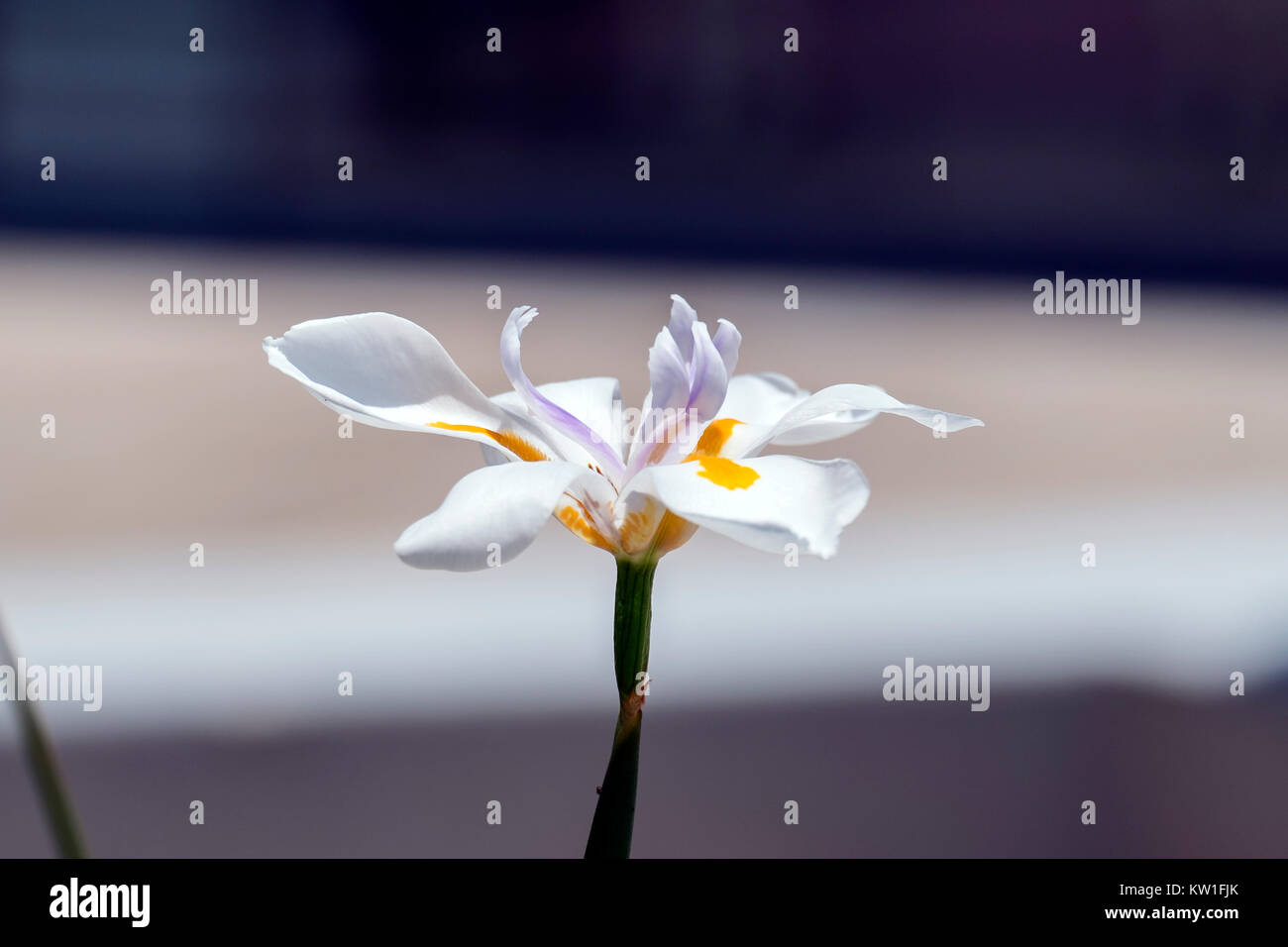 Flower of large wild iris with yellow veins on petals (Dietes ...