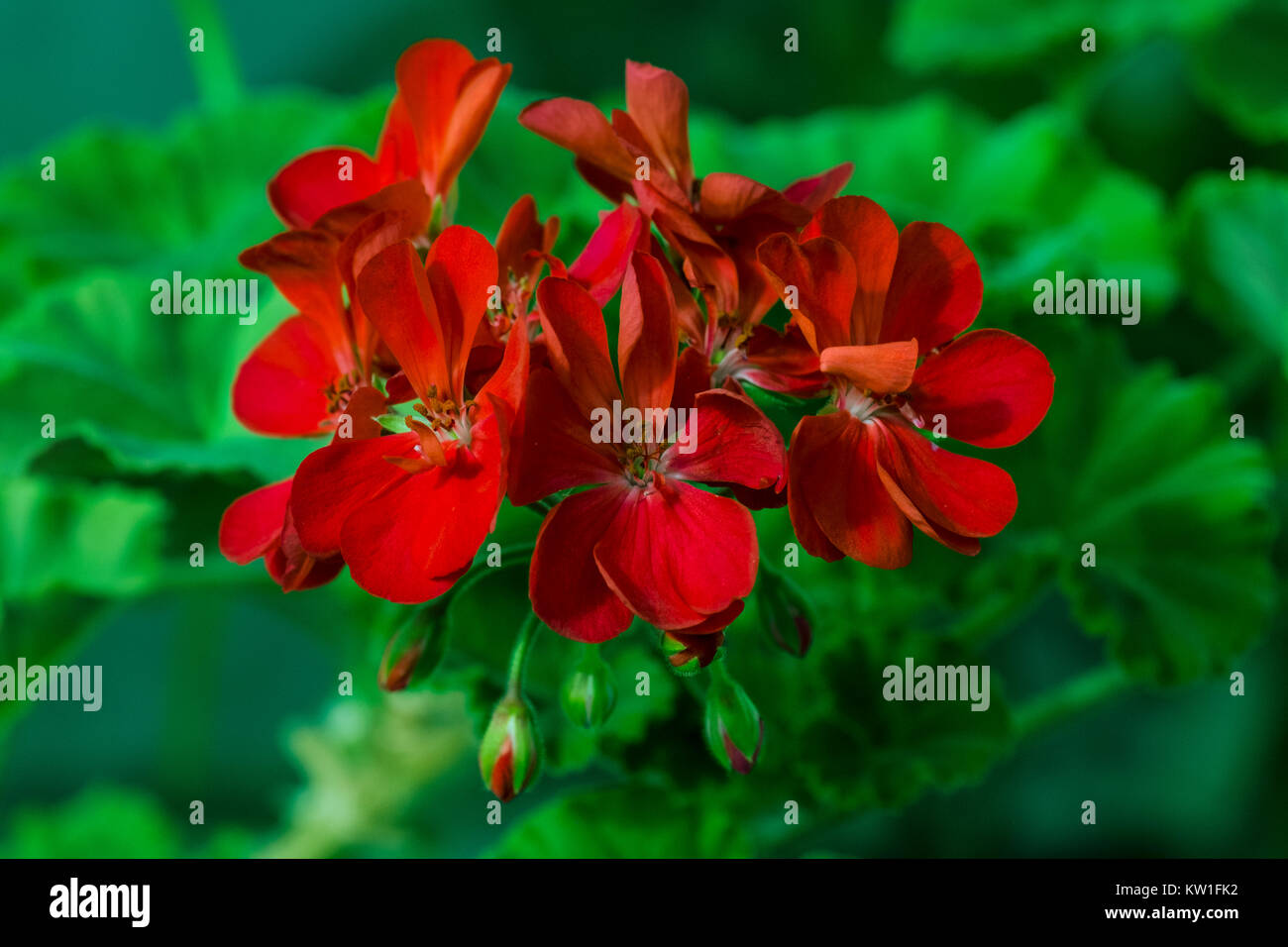Flowers of blood-red geranium (Geranium sanguineum Stock Photo - Alamy