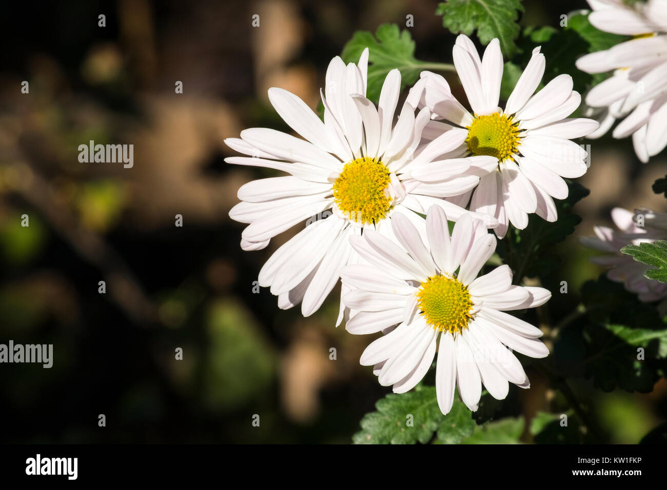 Large white flowers of max chrysanthemum (Leucanthemum maximum Stock ...