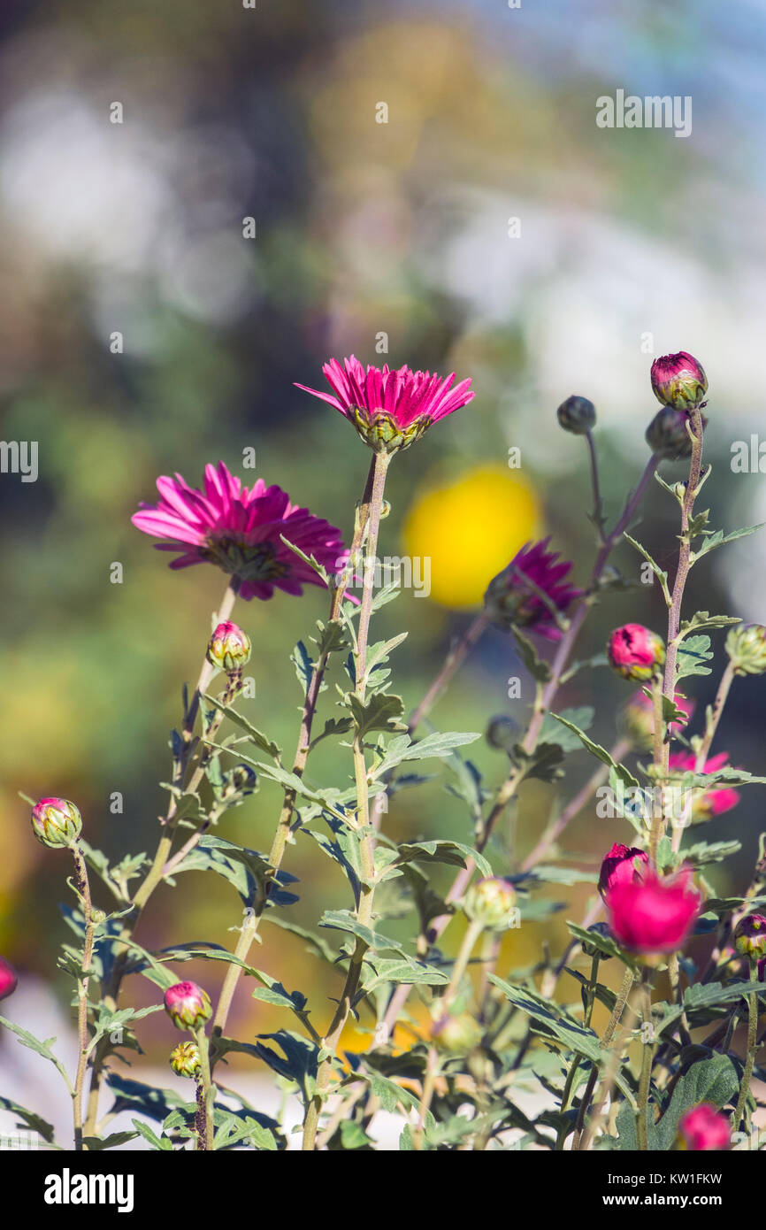 Lilac flowers of hardy garden mum illuminated by sun rays ...