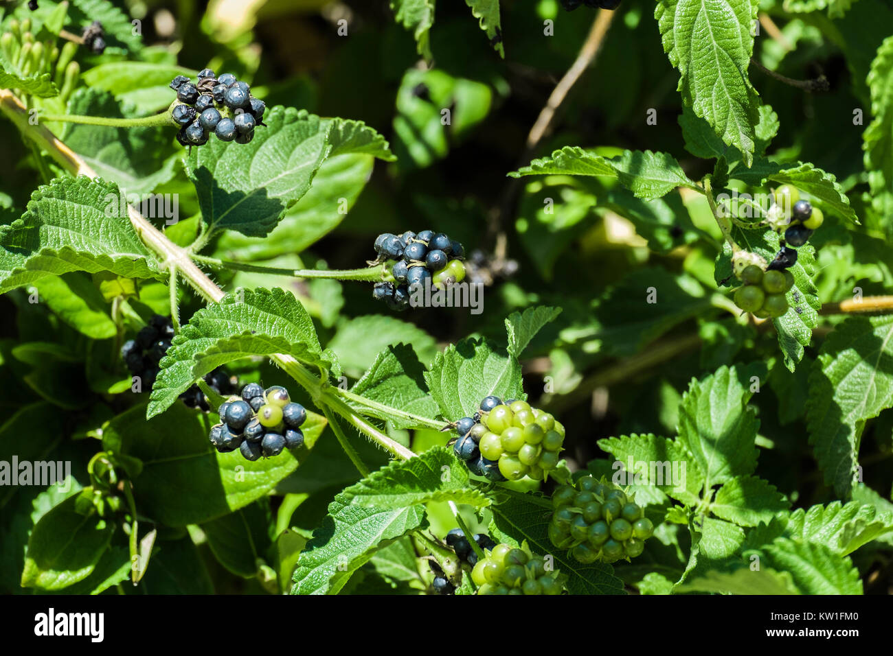 Mature and immature fruits tickberry (Lantana camara Stock Photo - Alamy