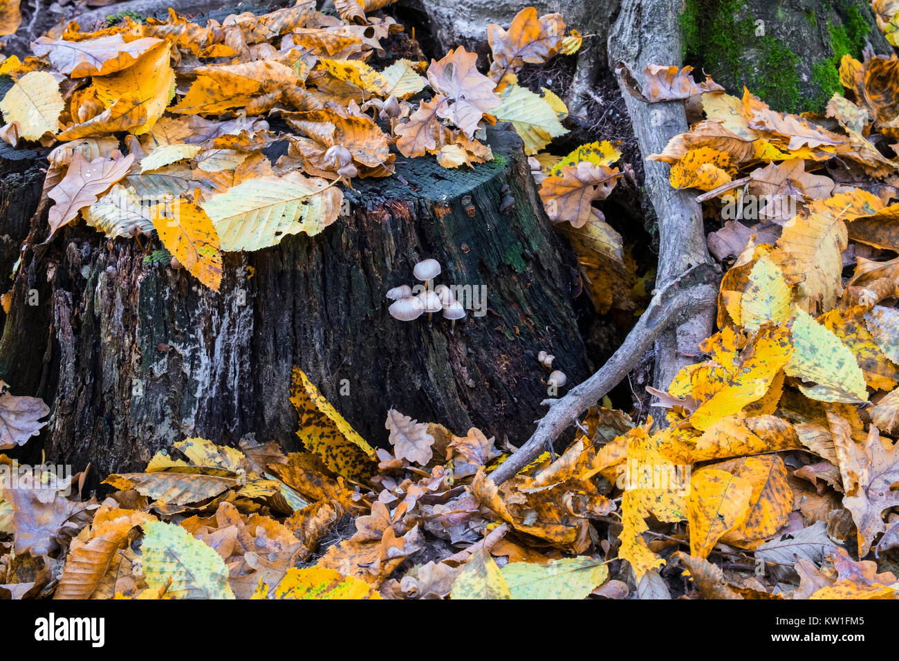 Old rotten stump strewn with fallen leaves and overgrown with various ...