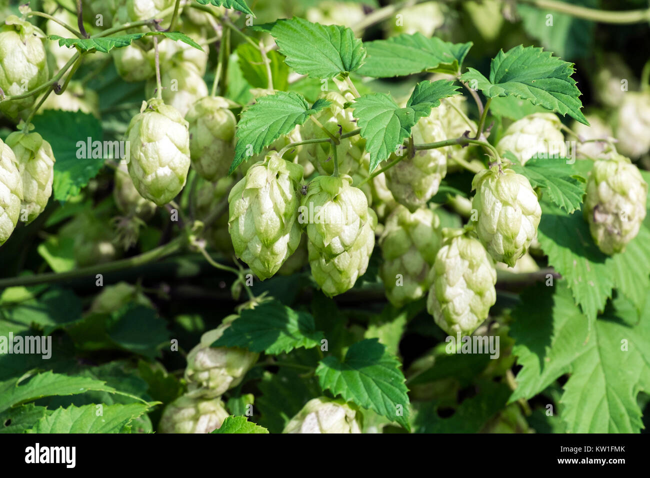 Pineal fruit of common hop (Humulus lupulus Stock Photo - Alamy