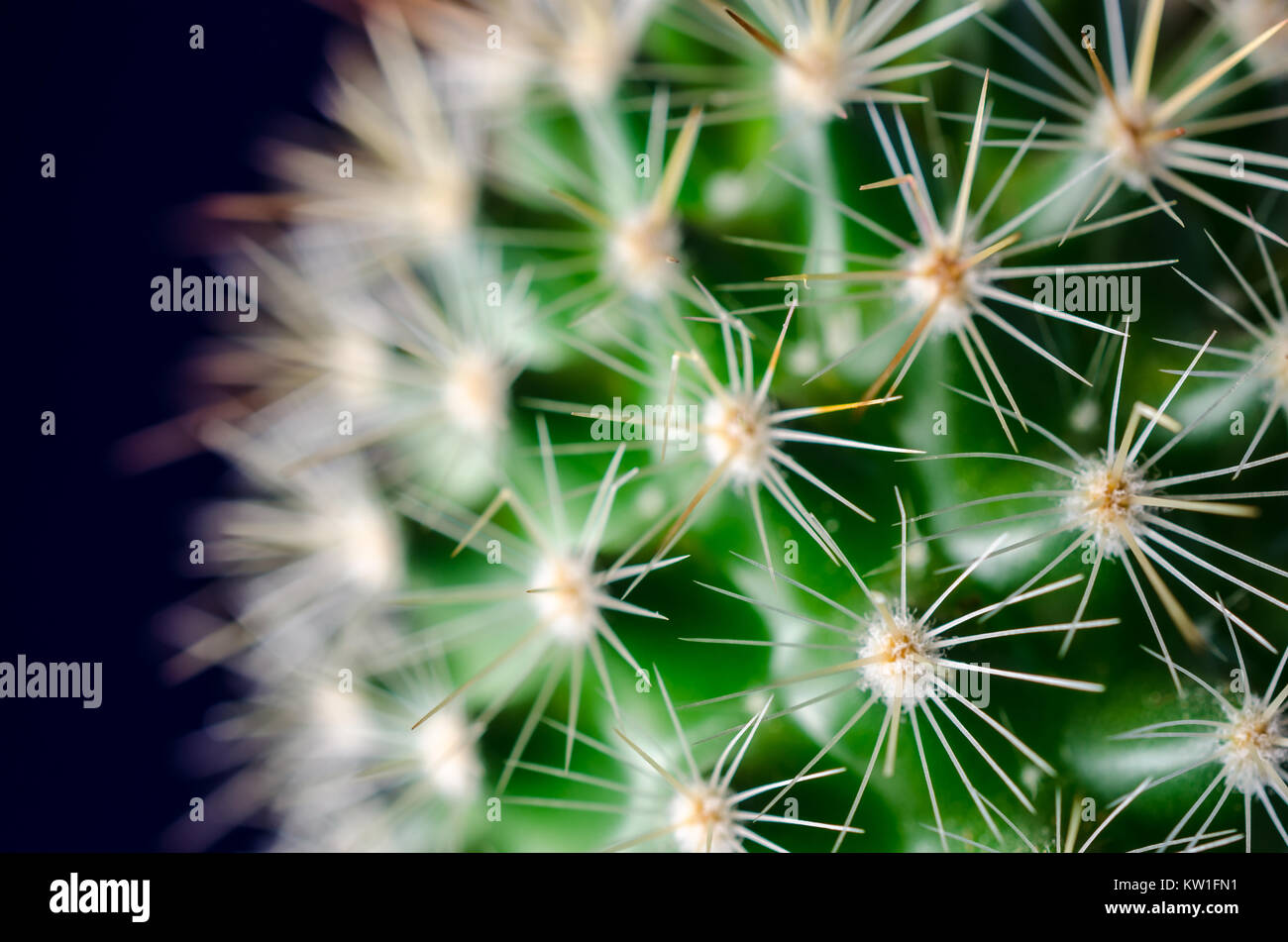 Cactus, blue background Stock Photo - Alamy
