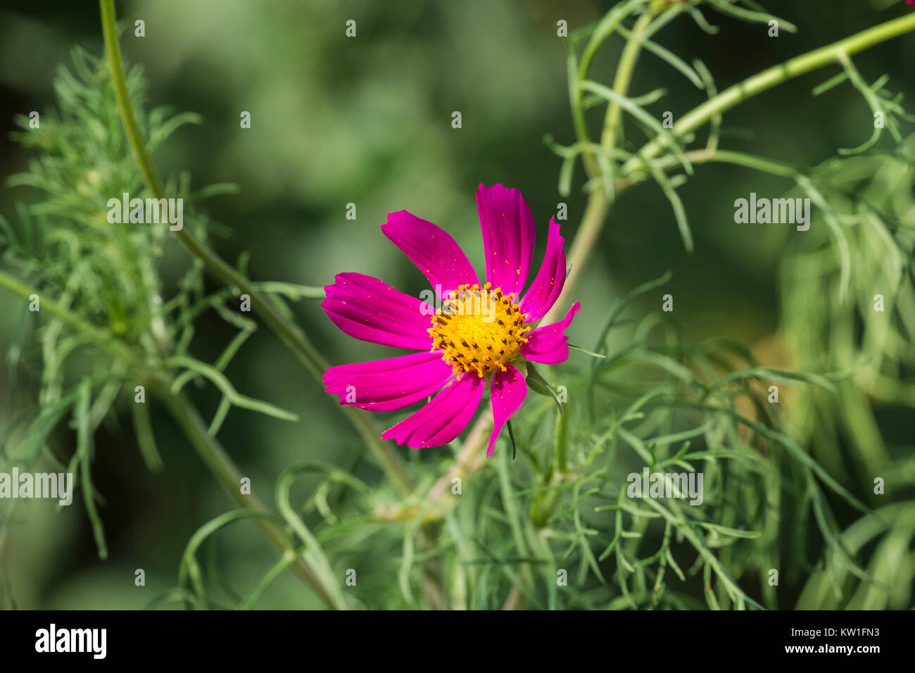Purple flower of garden cosmea (Cosmos bipinnatus Stock Photo - Alamy