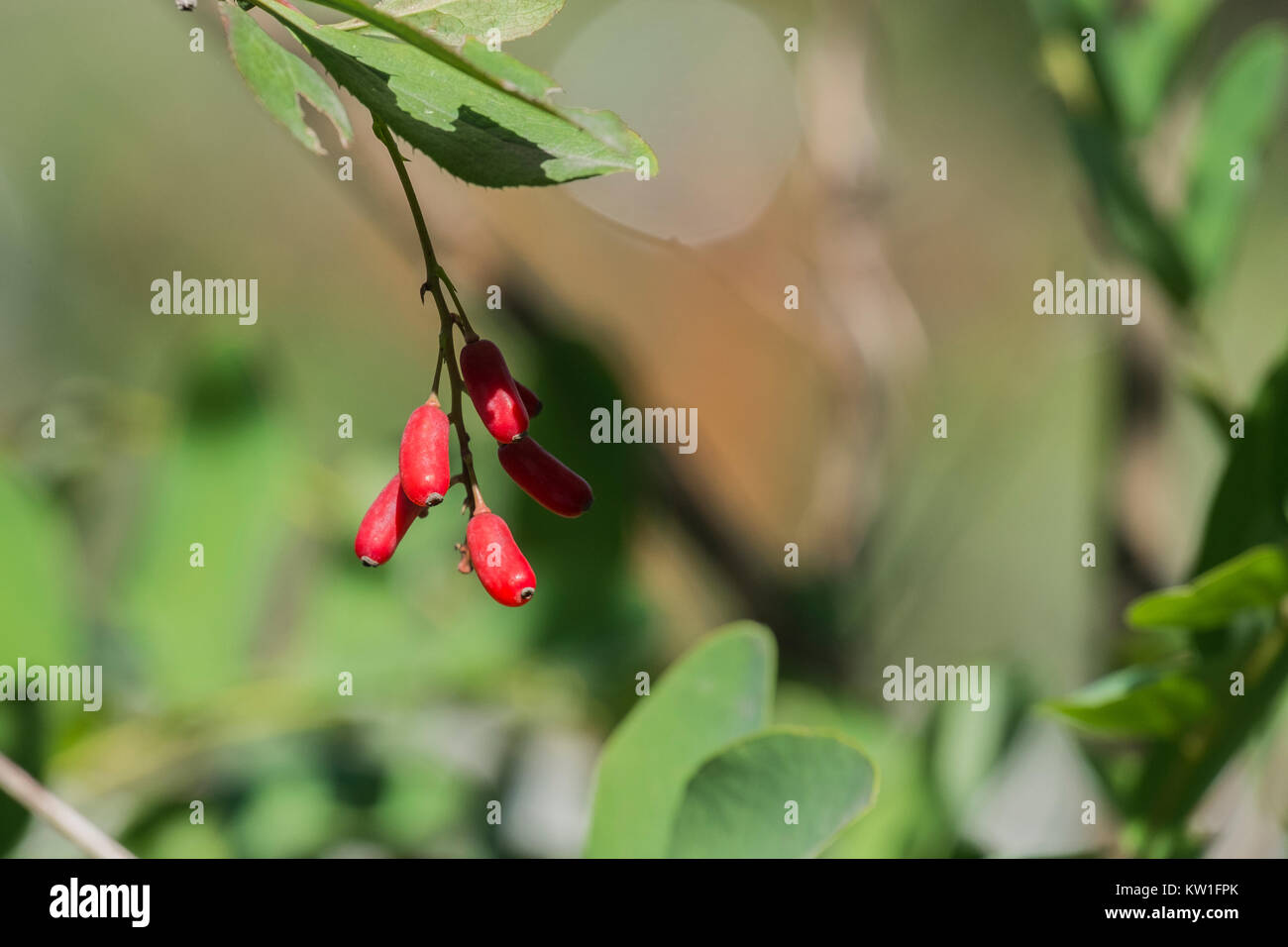 Several red berries of common barberry ripening on a bush (Berberis ...