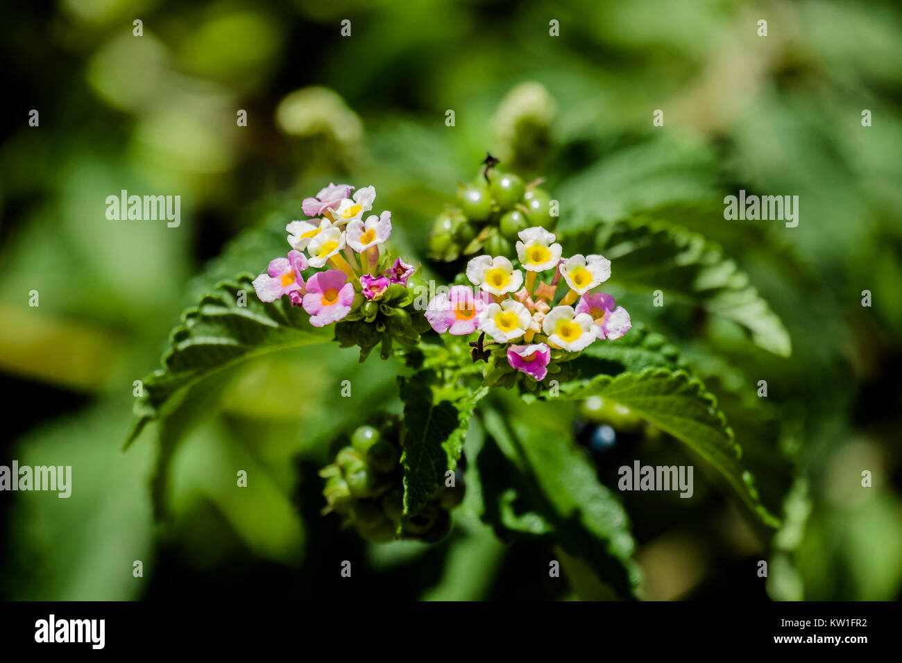White and purple flowers tickberry (Lantana camara Stock Photo - Alamy