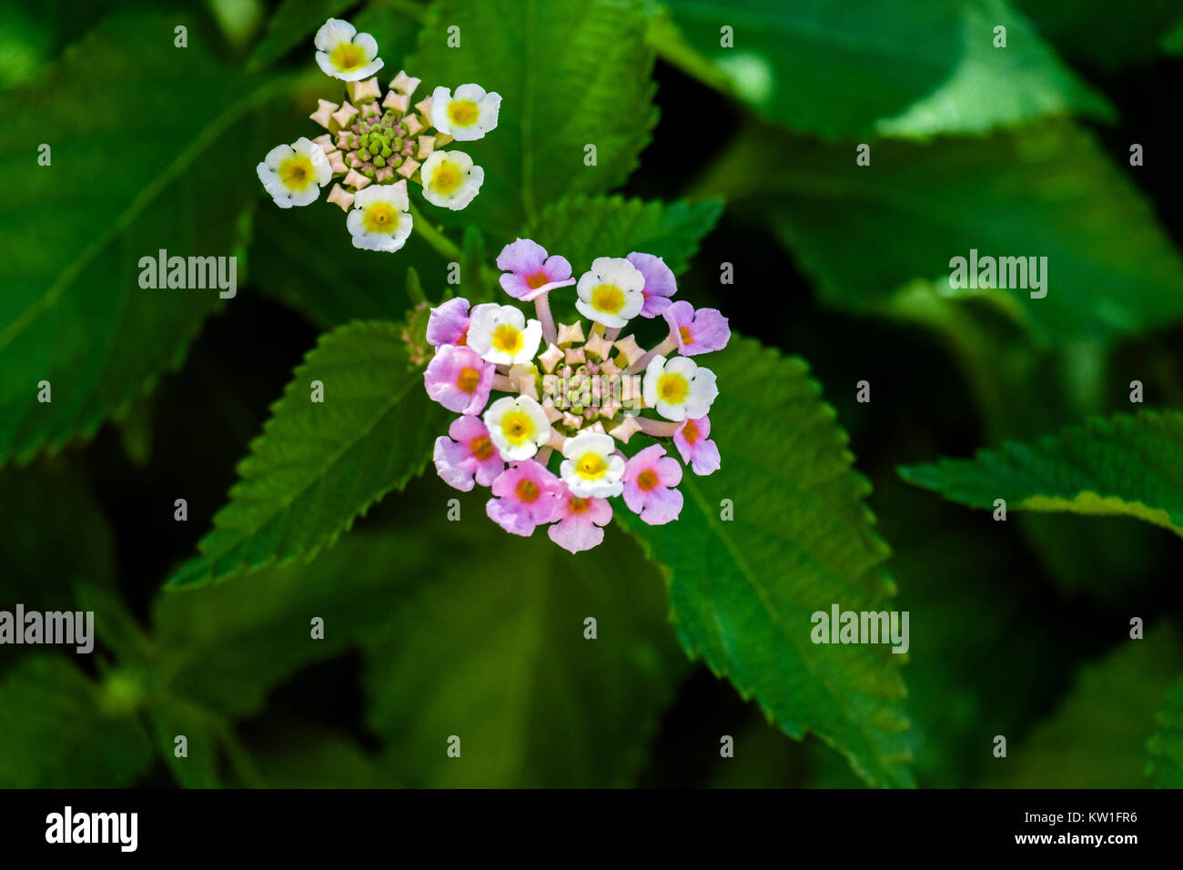 White and purple flowers tickberry (Lantana camara Stock Photo - Alamy