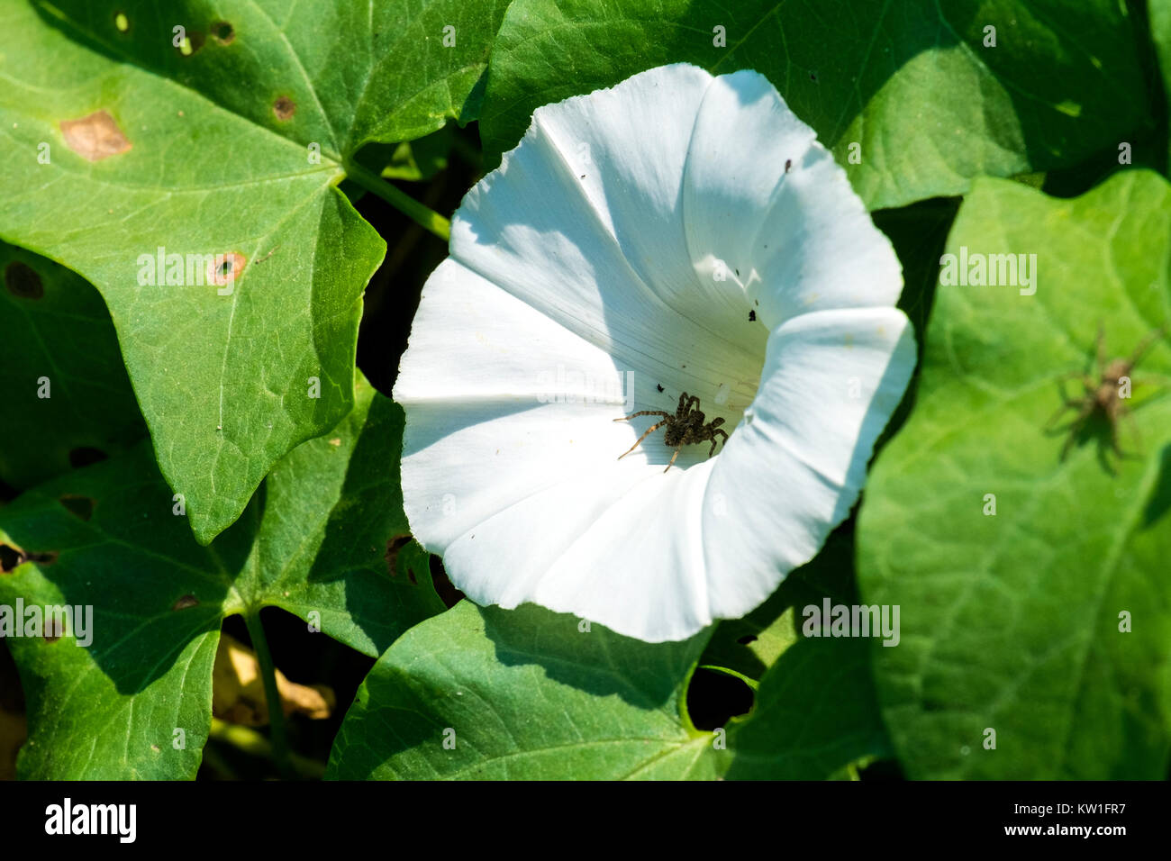 White cone-shaped flower of hedge bindweed with a small spider inside ...