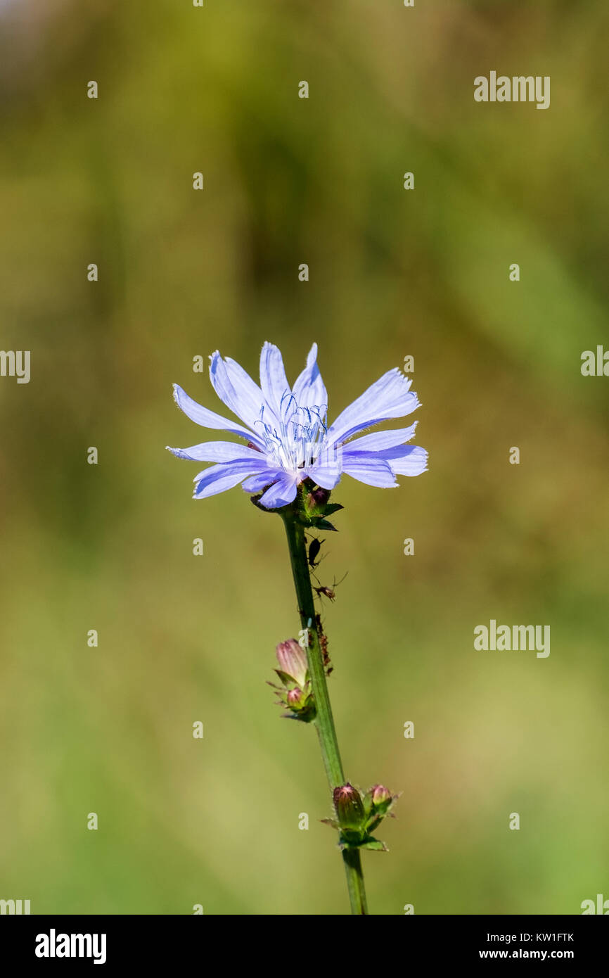 Gently blue flower of Common chicory (Cichorium intybus Stock Photo - Alamy