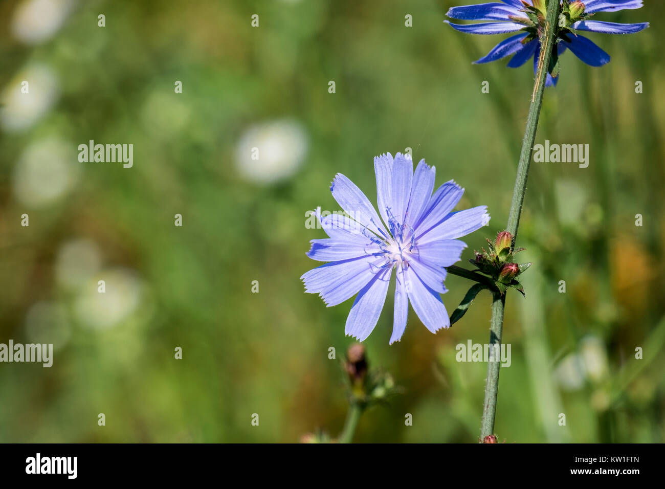 Gently blue flower of Common chicory (Cichorium intybus Stock Photo - Alamy