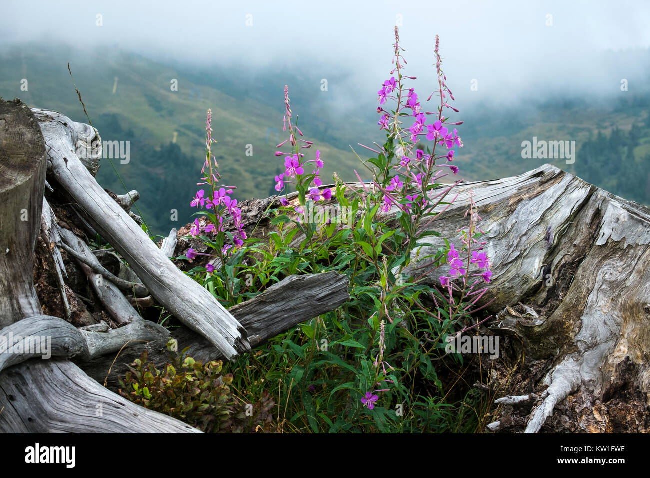 Family onagraceae hi-res stock photography and images - Alamy