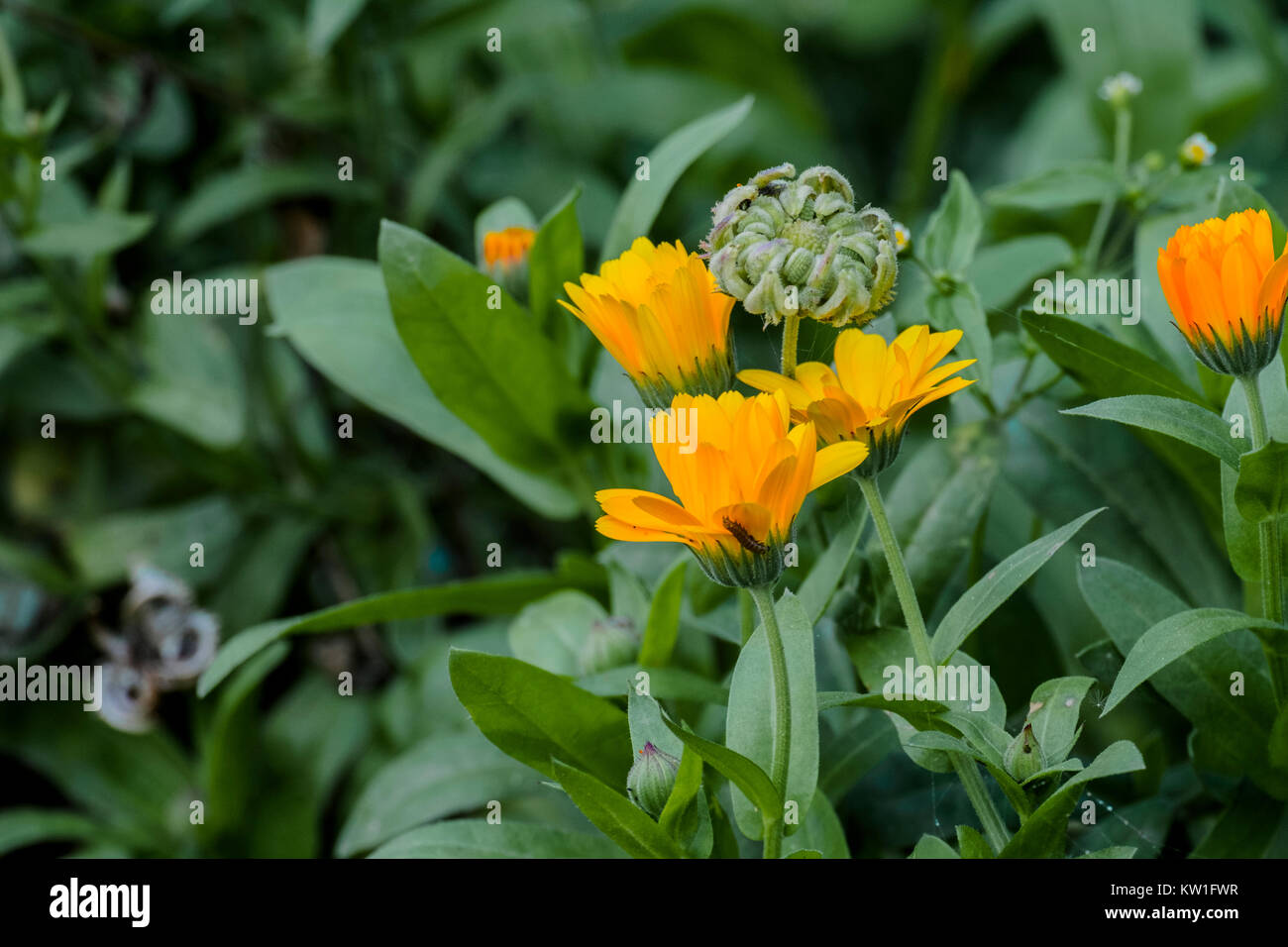 Yellow flowers and seeds of marigold (Calendula officinalis Stock Photo ...