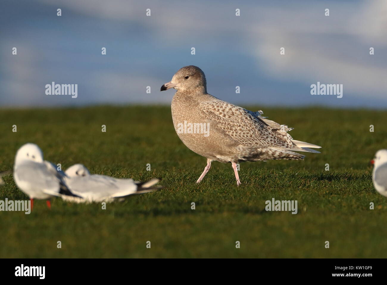 Juvenile Glaucous Gull in cliff top car park Stock Photo - Alamy