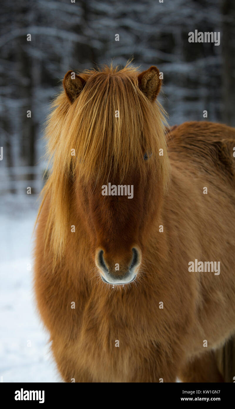 A red dun Icelandic horse stands out in the winter landscape Stock ...