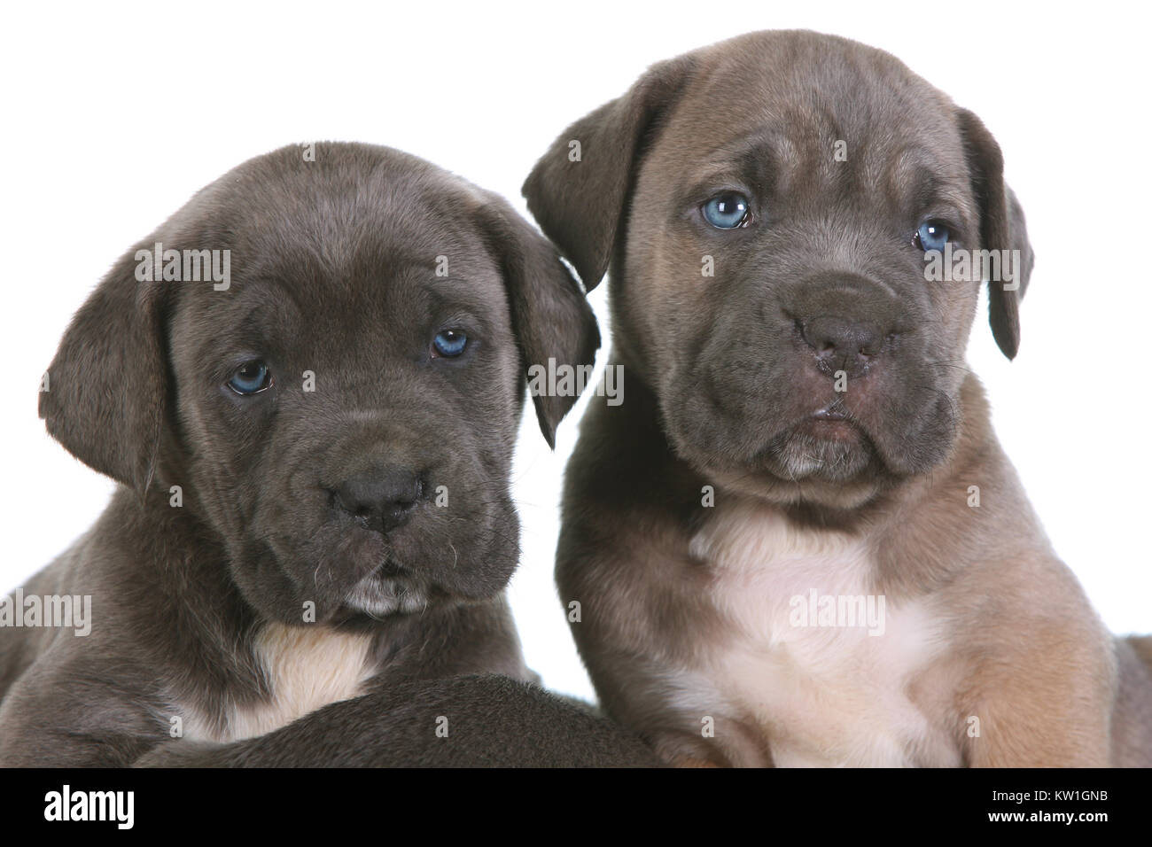 Blue Italian Mastiff
