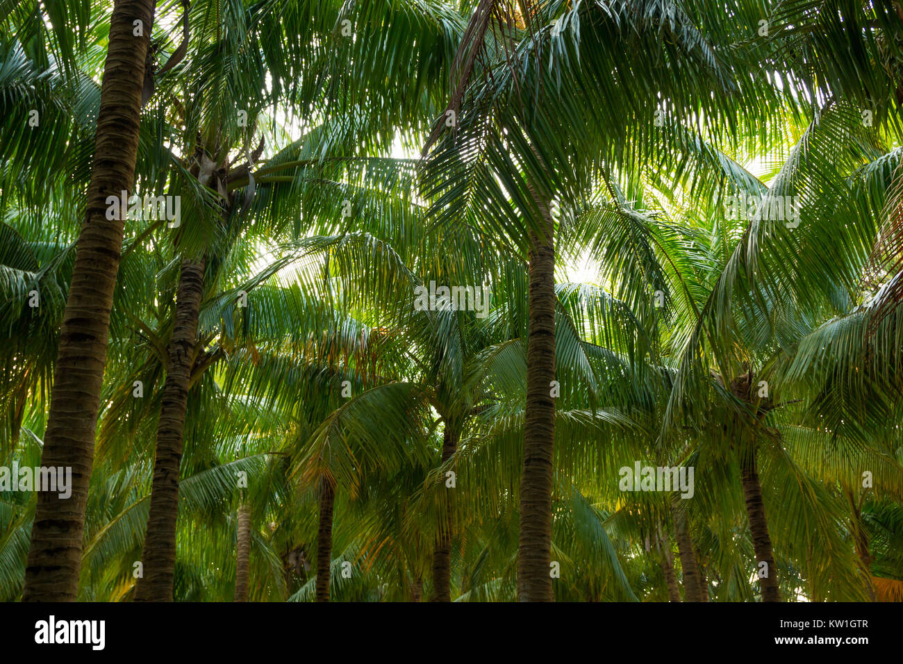 Coconat Palm Tree as natural background Stock Photo - Alamy