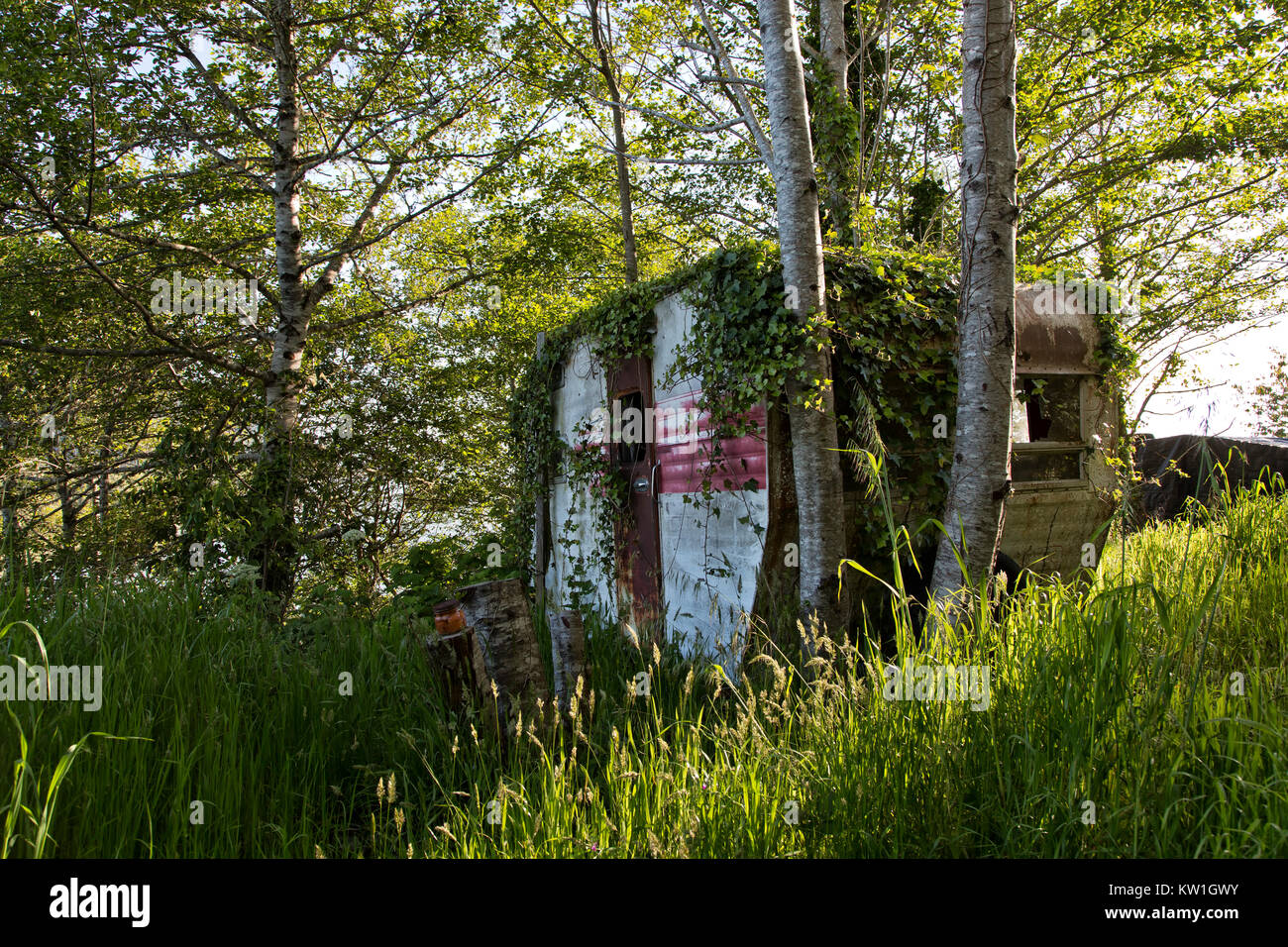Vintage Travel Trailer Tour-A-Home, resting under a grove of Alder ...