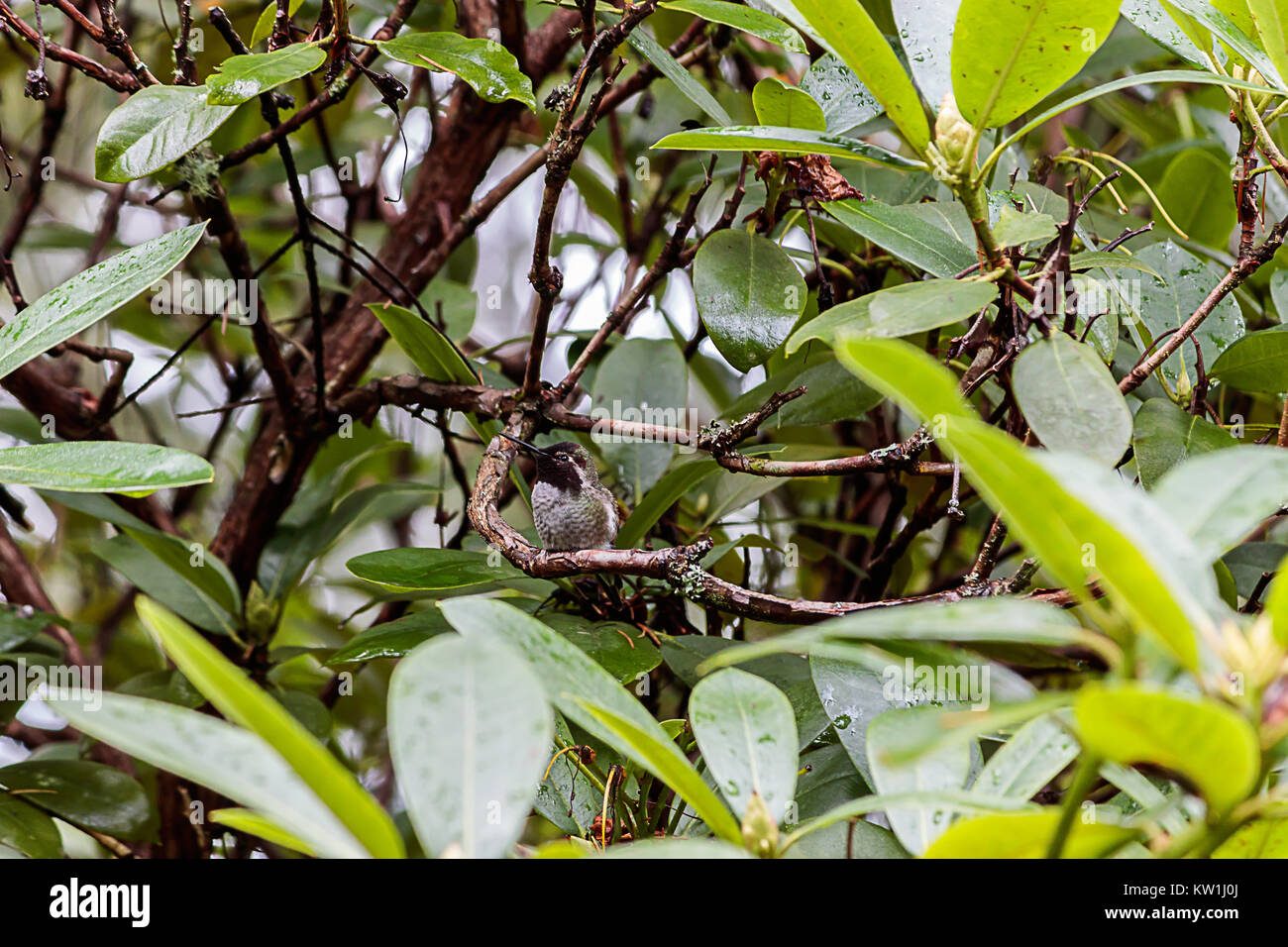small hummingbird looks to the left Stock Photo - Alamy