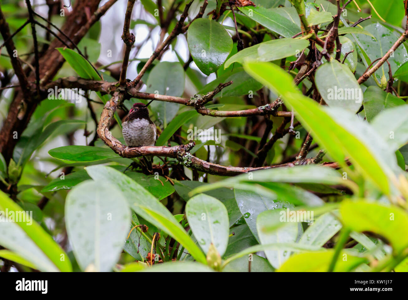 Humming bird sitting in tree Stock Photo - Alamy