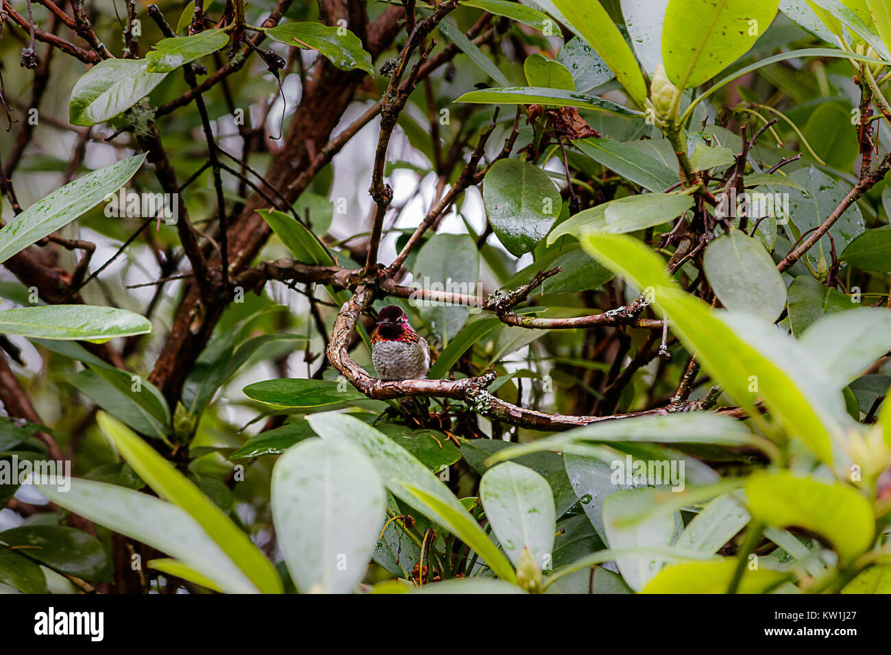 red headed hummingbird looks angry Stock Photo - Alamy