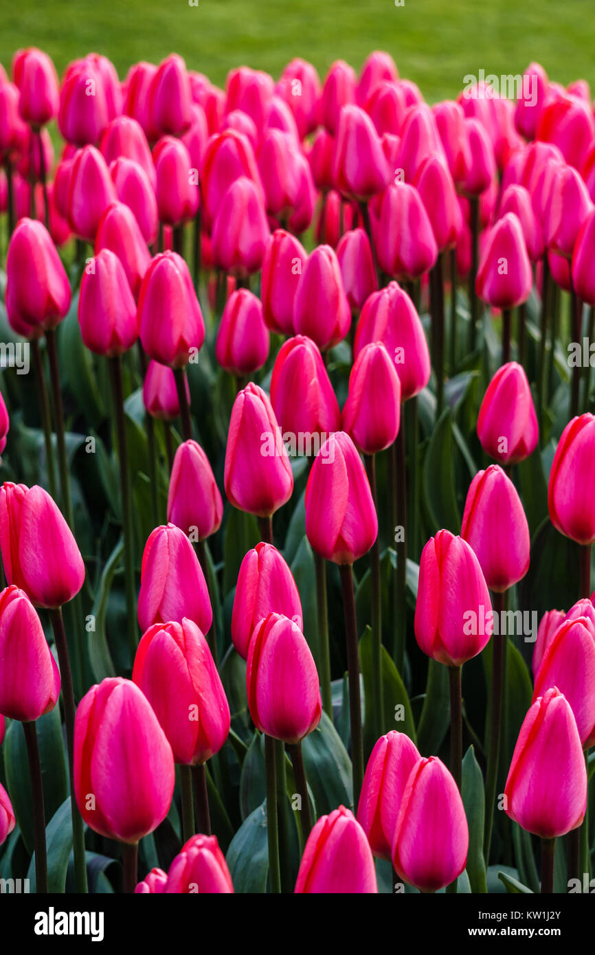 Background with beautiful wild flowers outside in the park at spring ...