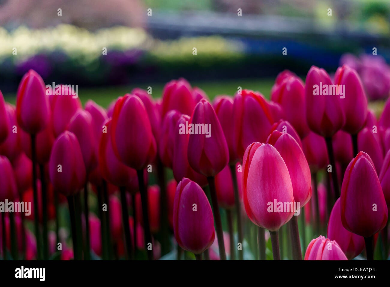 Background with beautiful wild flowers outside in the park at spring ...