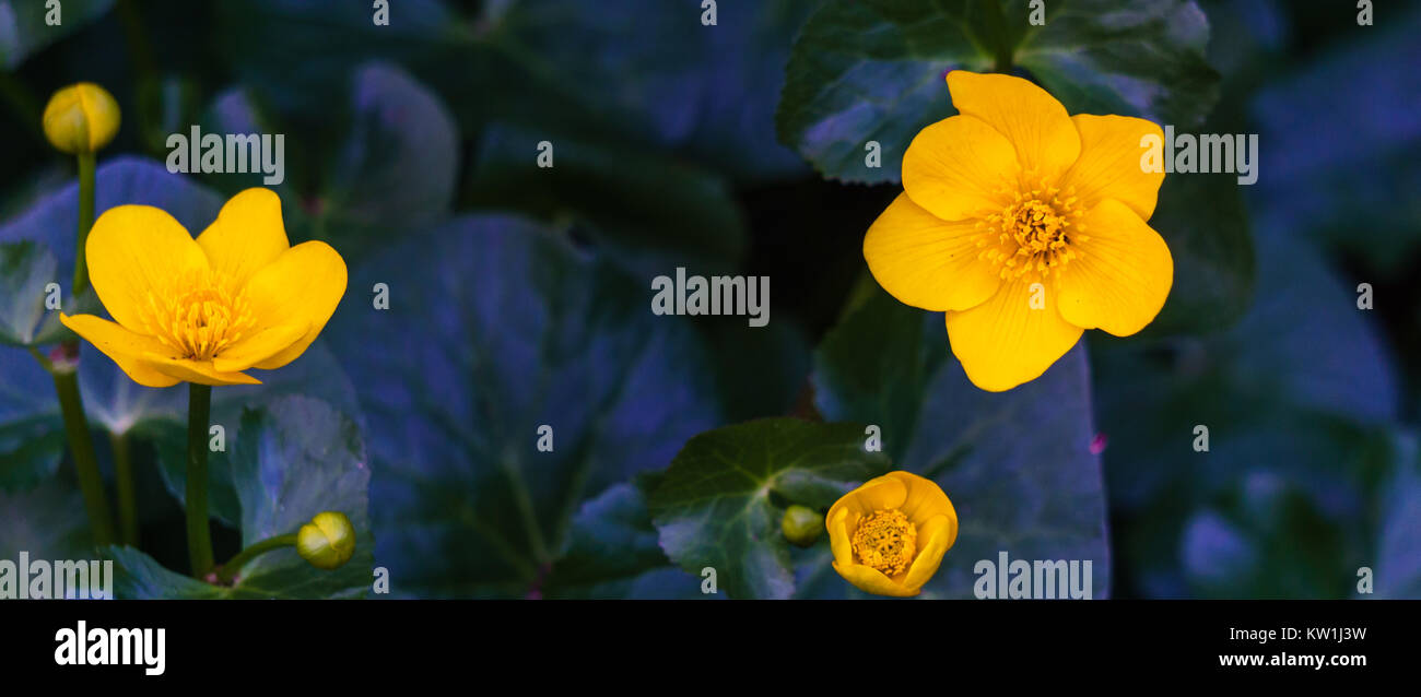 Background with beautiful wild flowers outside in the park at spring ...
