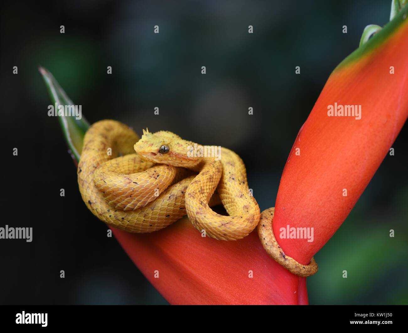 Yellow Eyelash Pit Viper snake from Costa Rica Stock Photo - Alamy