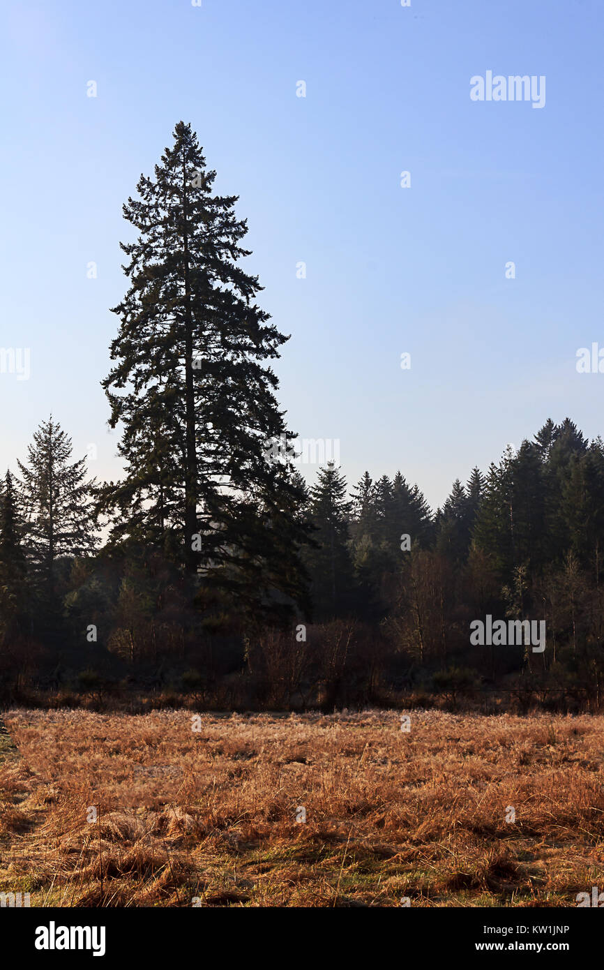 tall tree along forest line in winter Stock Photo - Alamy