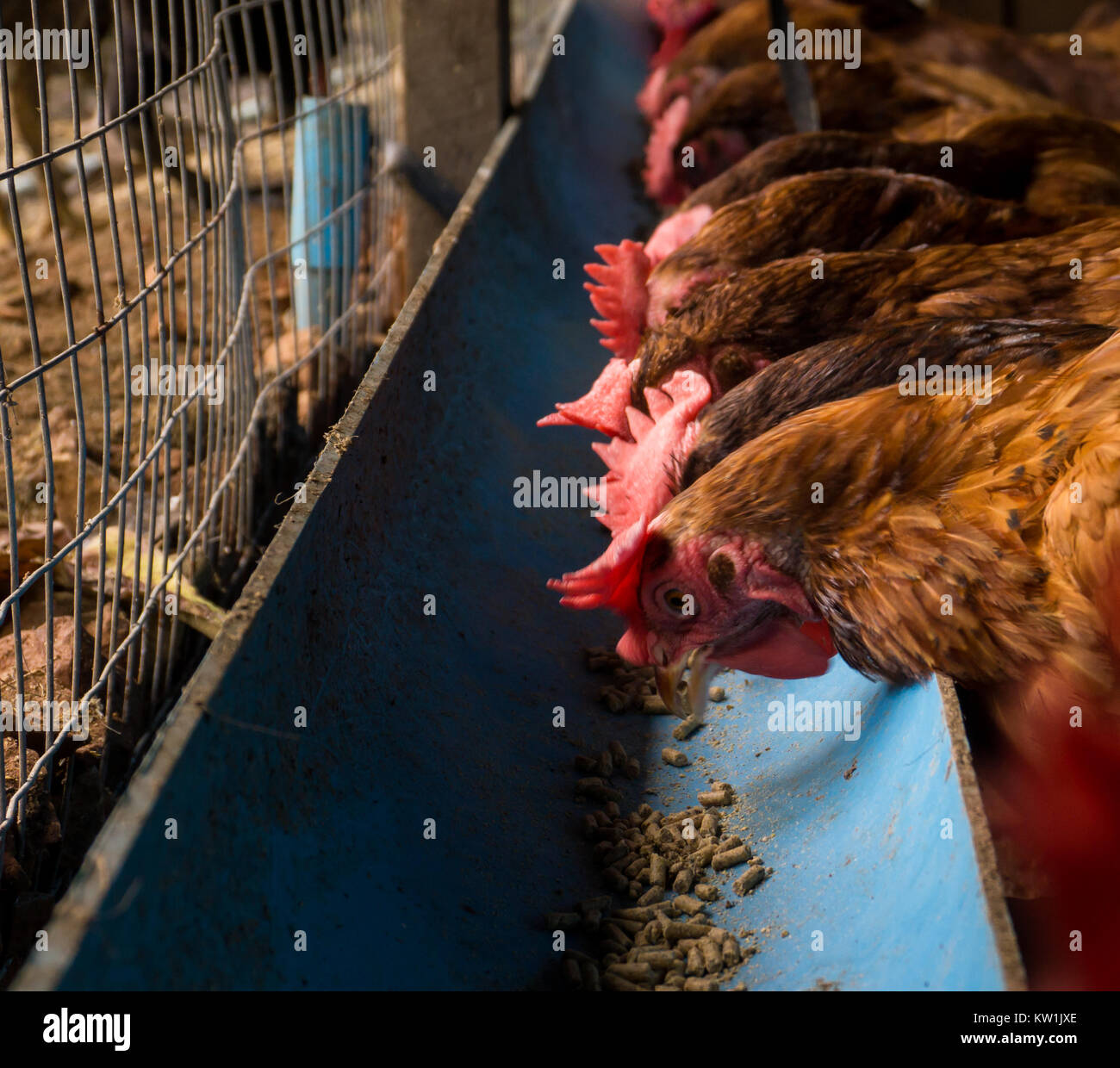 Farming chicken, chicken eating food Stock Photo - Alamy