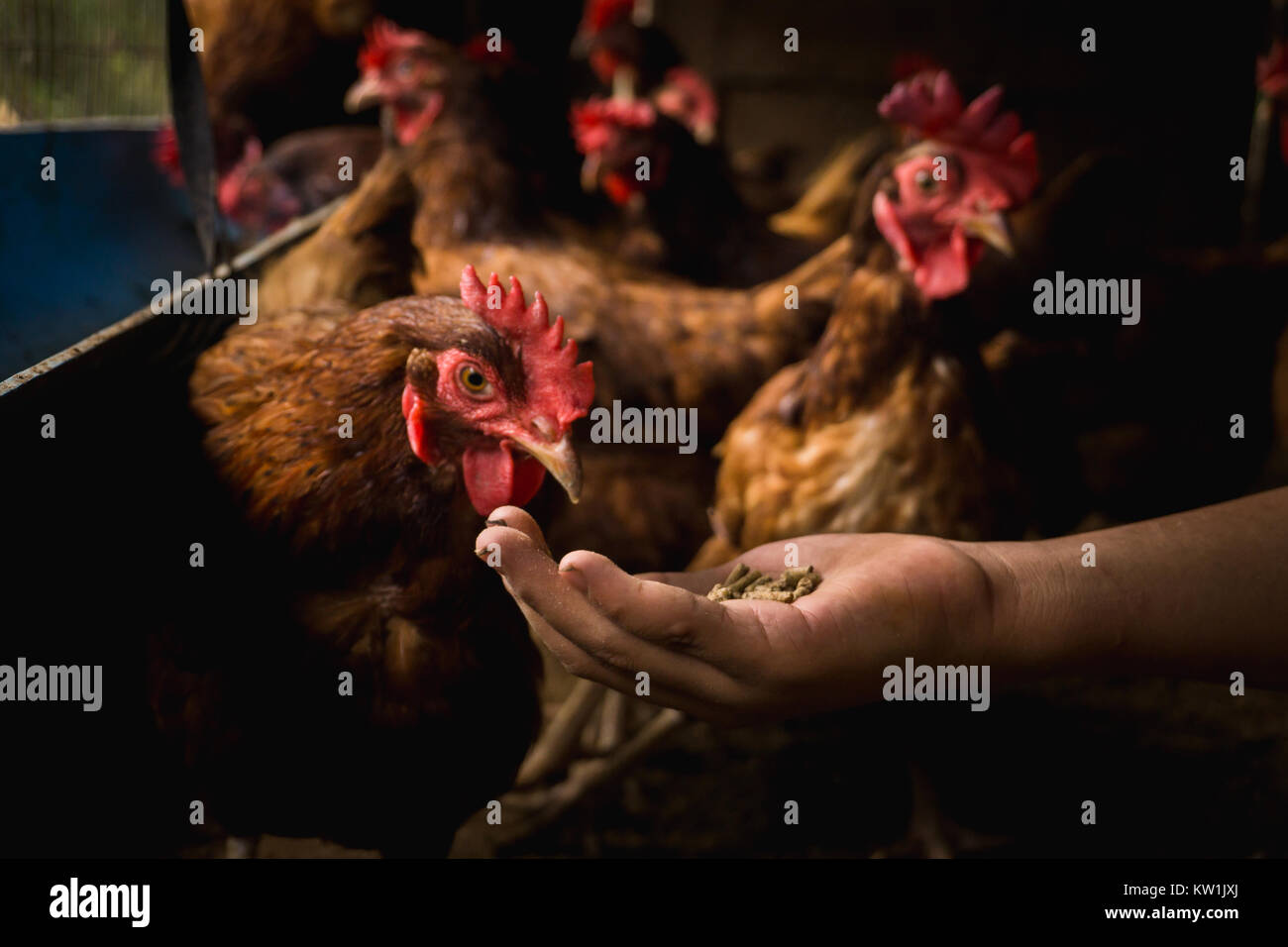 Chicken feeds on hand,Native chicken Stock Photo - Alamy