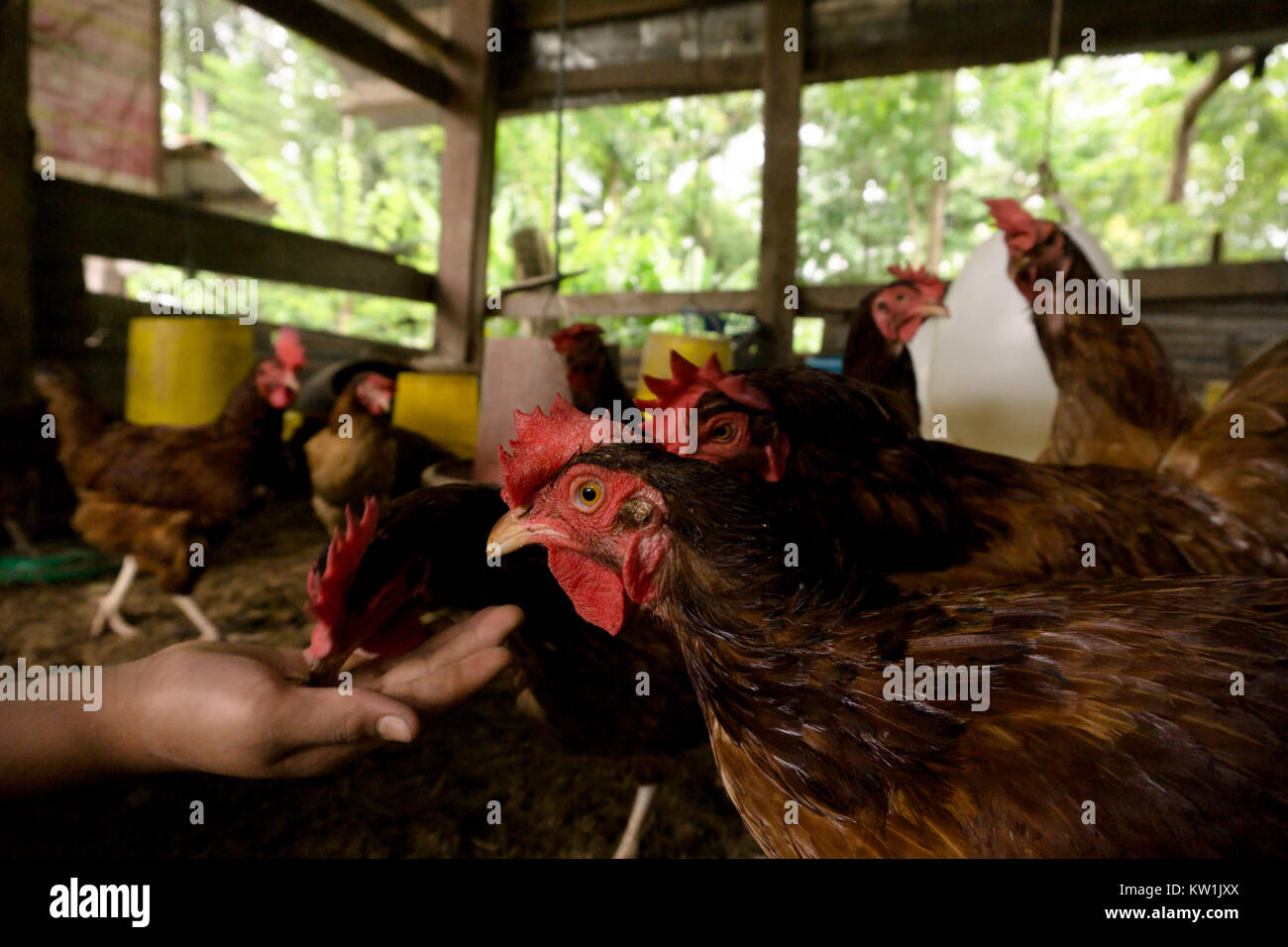 Chicken feeds on hand,Native chicken Stock Photo - Alamy