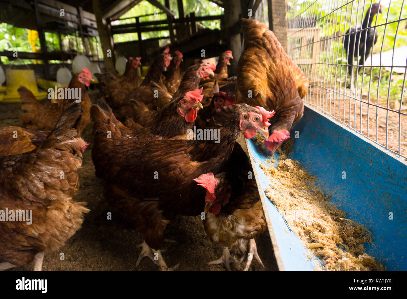 Farming chicken, chicken eating food Stock Photo - Alamy