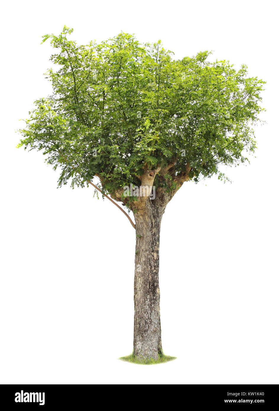 Dogwood tree young tree hi-res stock photography and images - Alamy