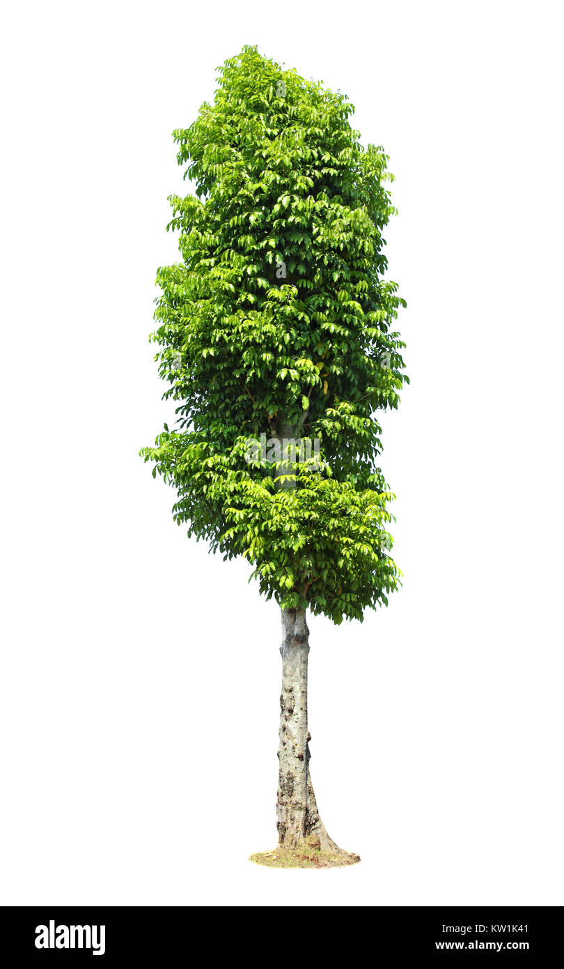 Beautifull green tree on a white background in high definition Stock ...